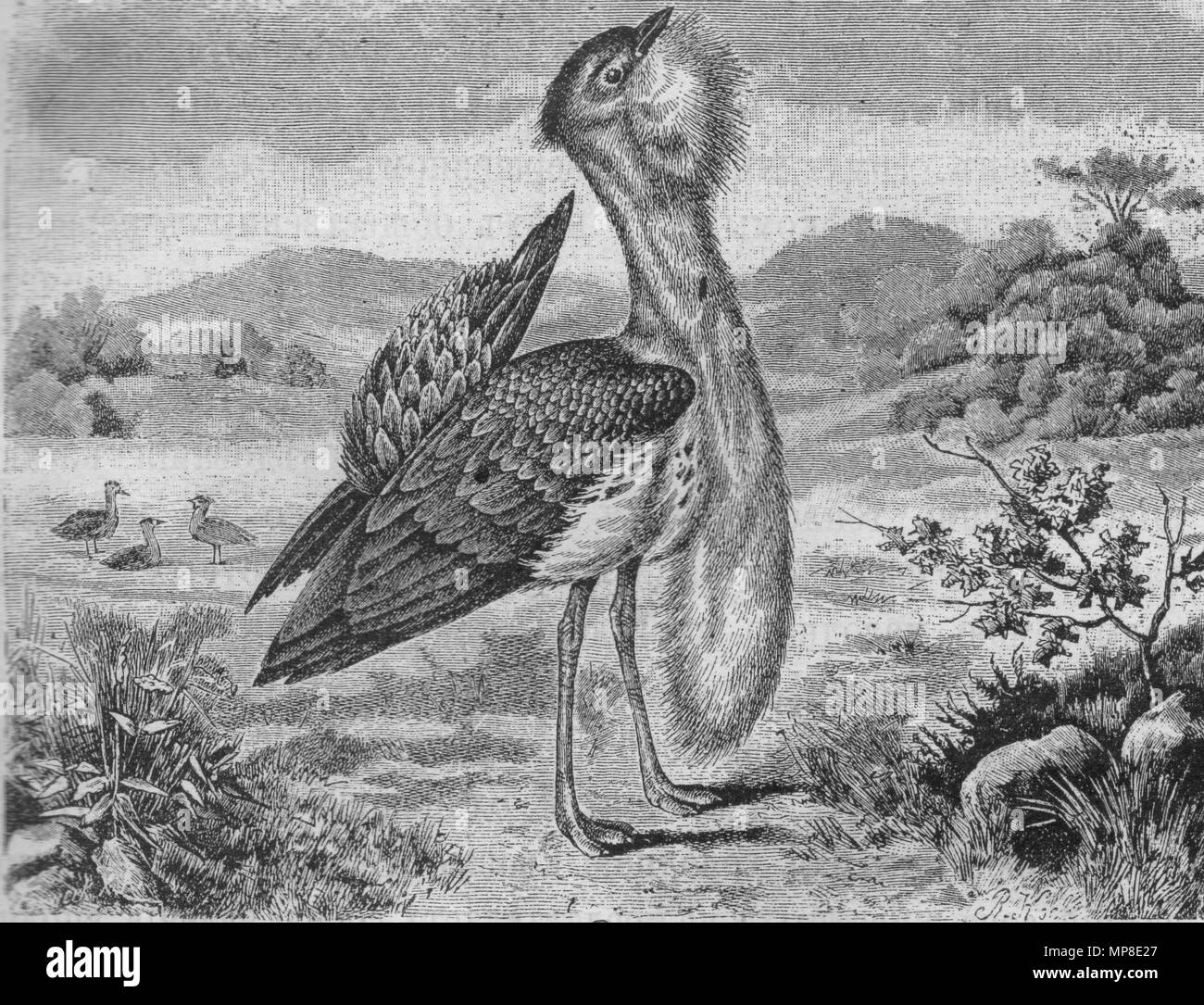 Bird. Otis australis.Vintage engraved illustration. Published in ...