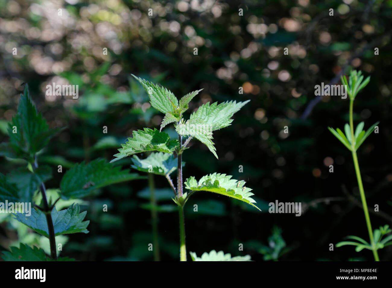 Nettle rash hi-res stock photography and images - Alamy