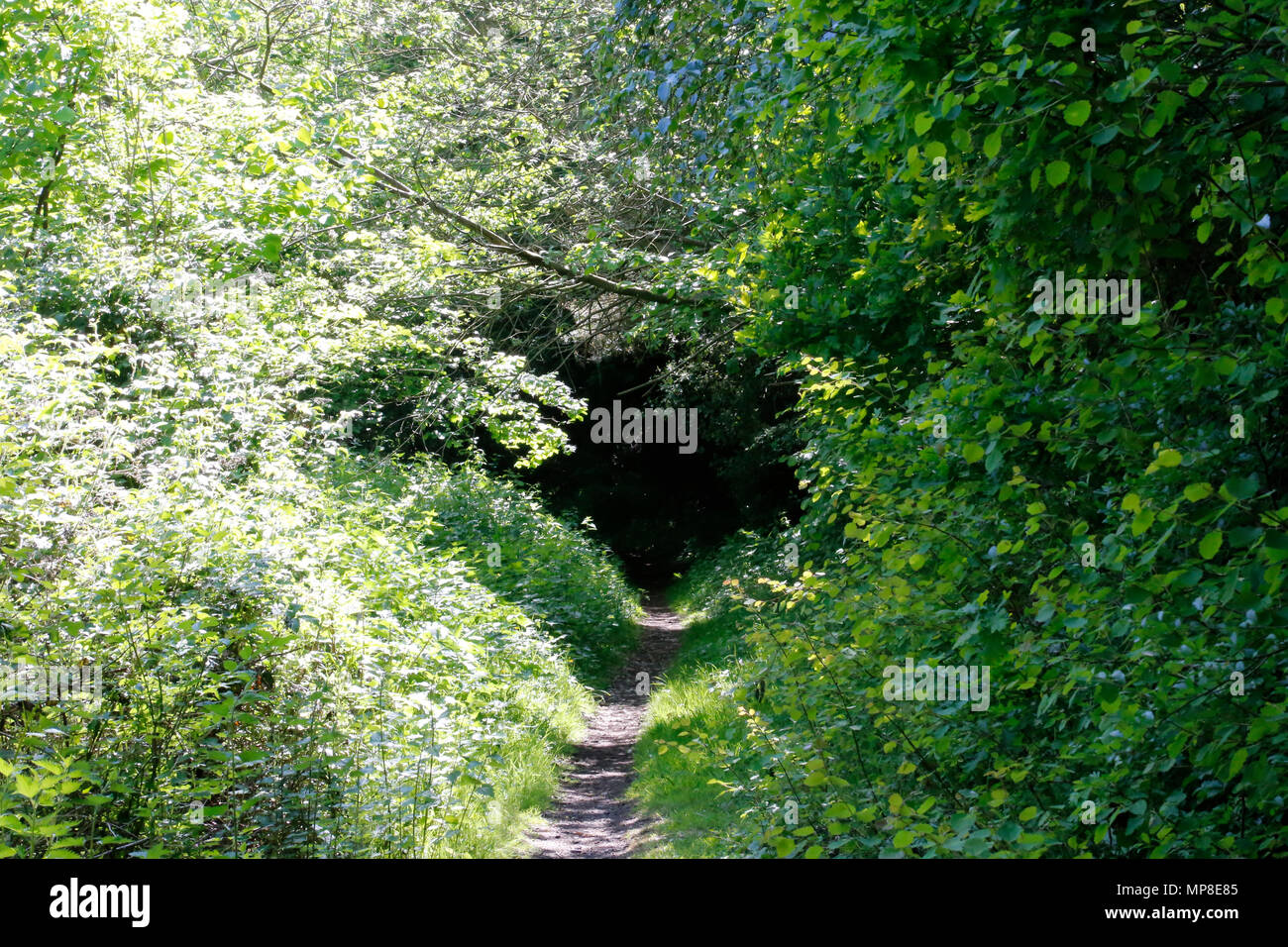 Path through trees in sunlight Stock Photo - Alamy