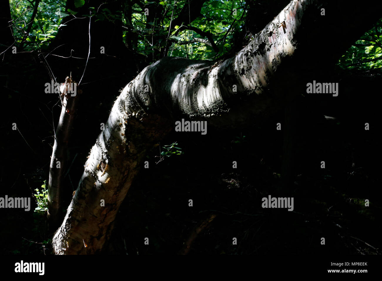 Closeup of tree in shadow Stock Photo - Alamy
