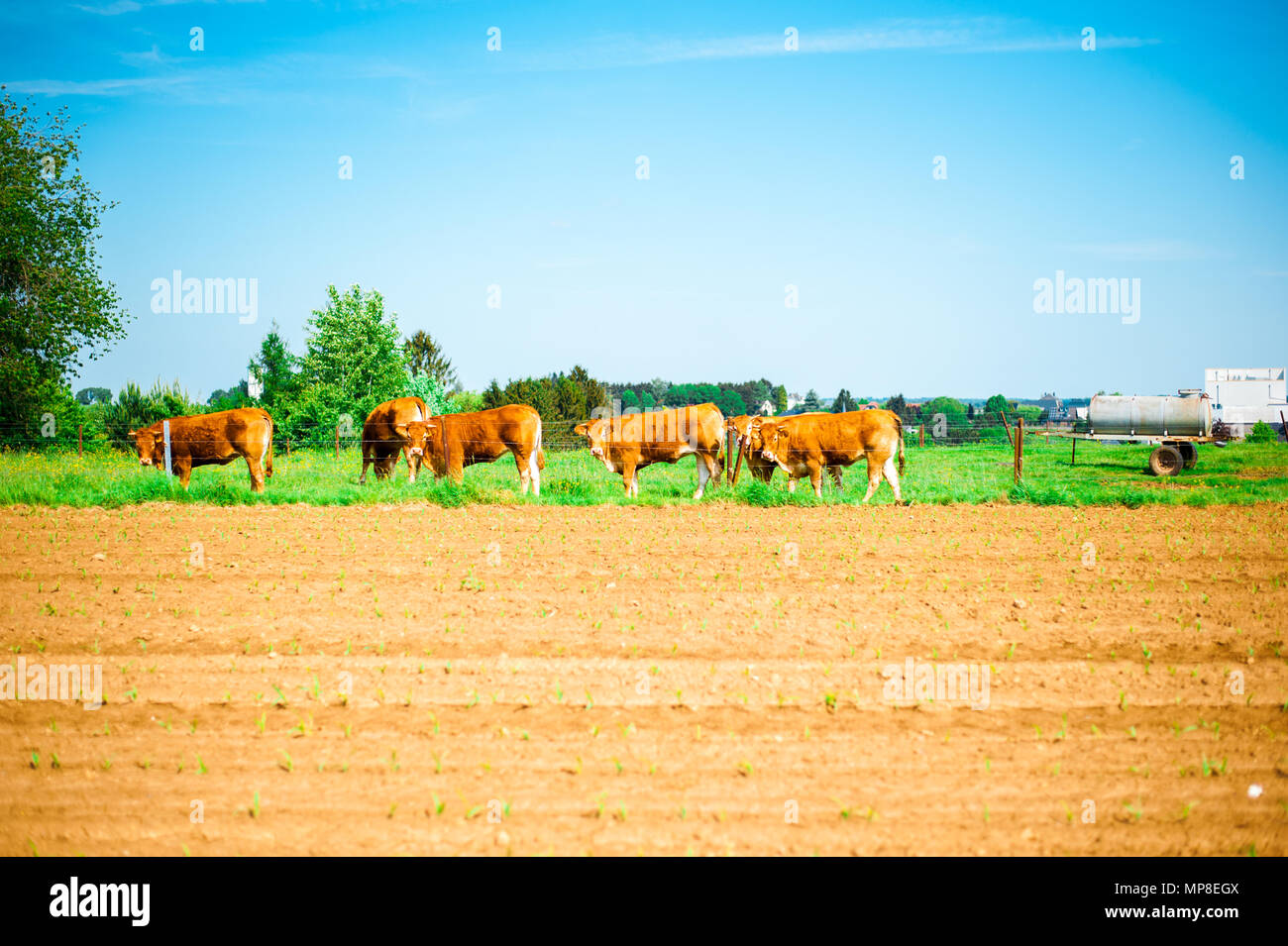 Cows standing in their field Stock Photo - Alamy