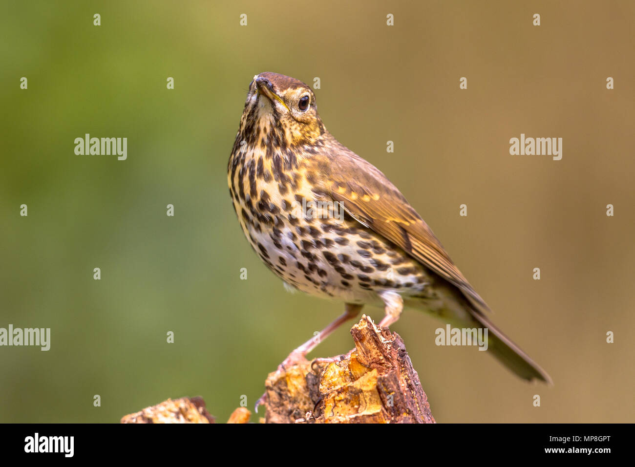 Common birds of europe hi-res stock photography and images - Alamy