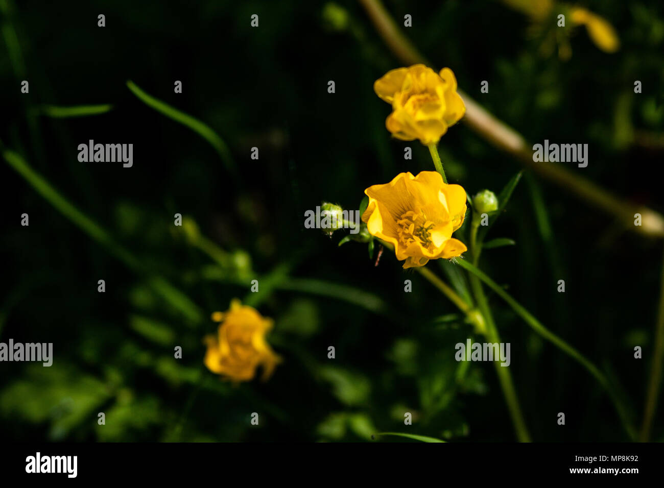 Snowdonia Flower High Resolution Stock Photography and Images - Alamy