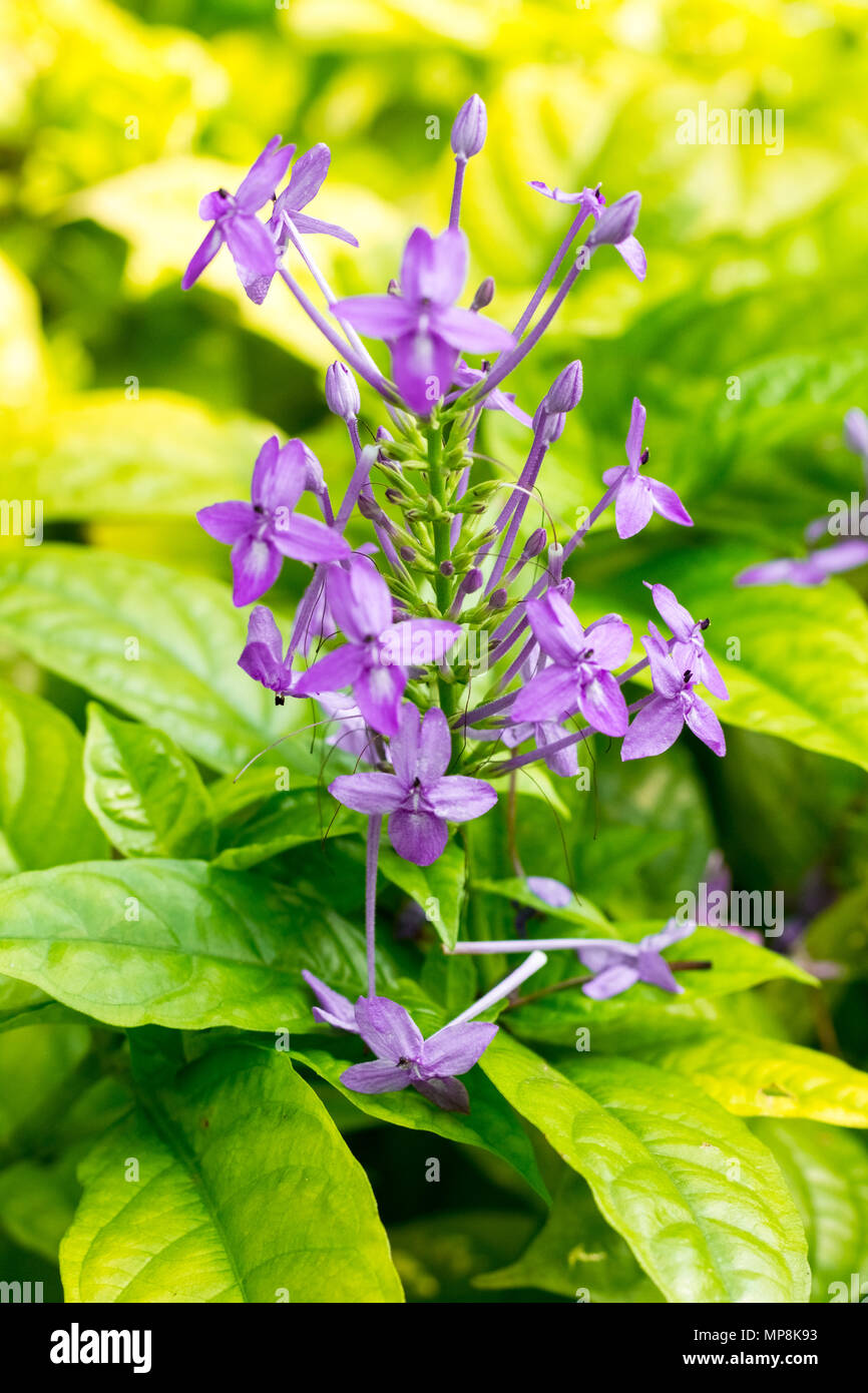 Purple spike flower to creative texture and pattern for design and ...