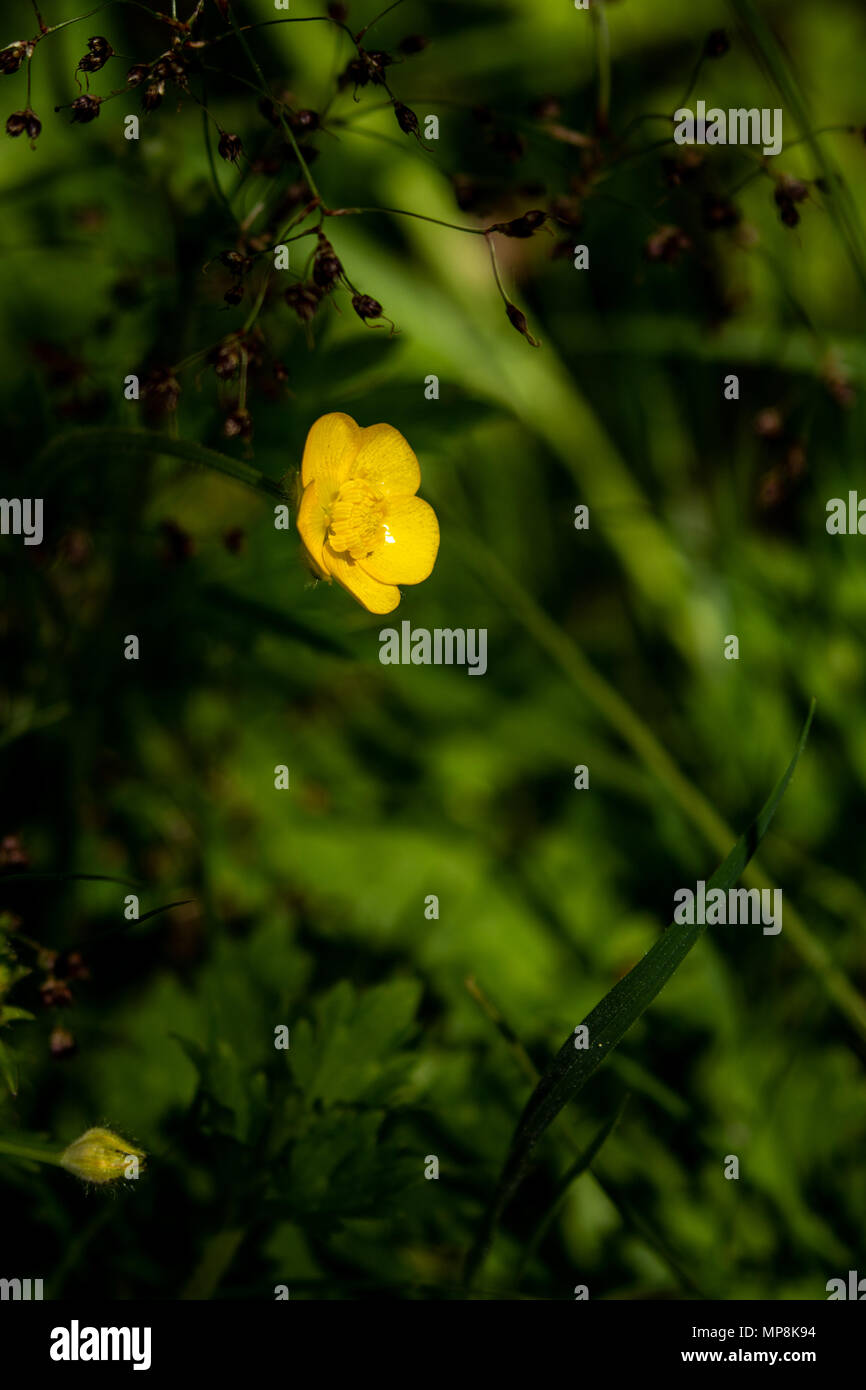 Snowdonia flower hi-res stock photography and images - Alamy