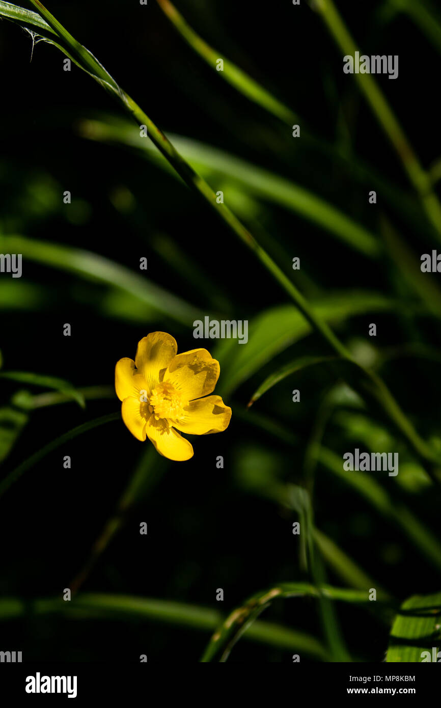 Snowdonia flower hi-res stock photography and images - Alamy