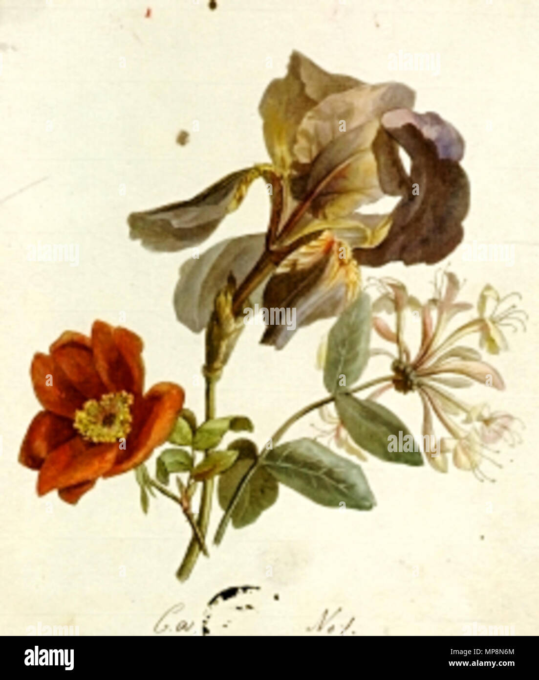 Iris, Rose and Honeysuckle circa 1810. Karl August Senff (1770–1838 ...
