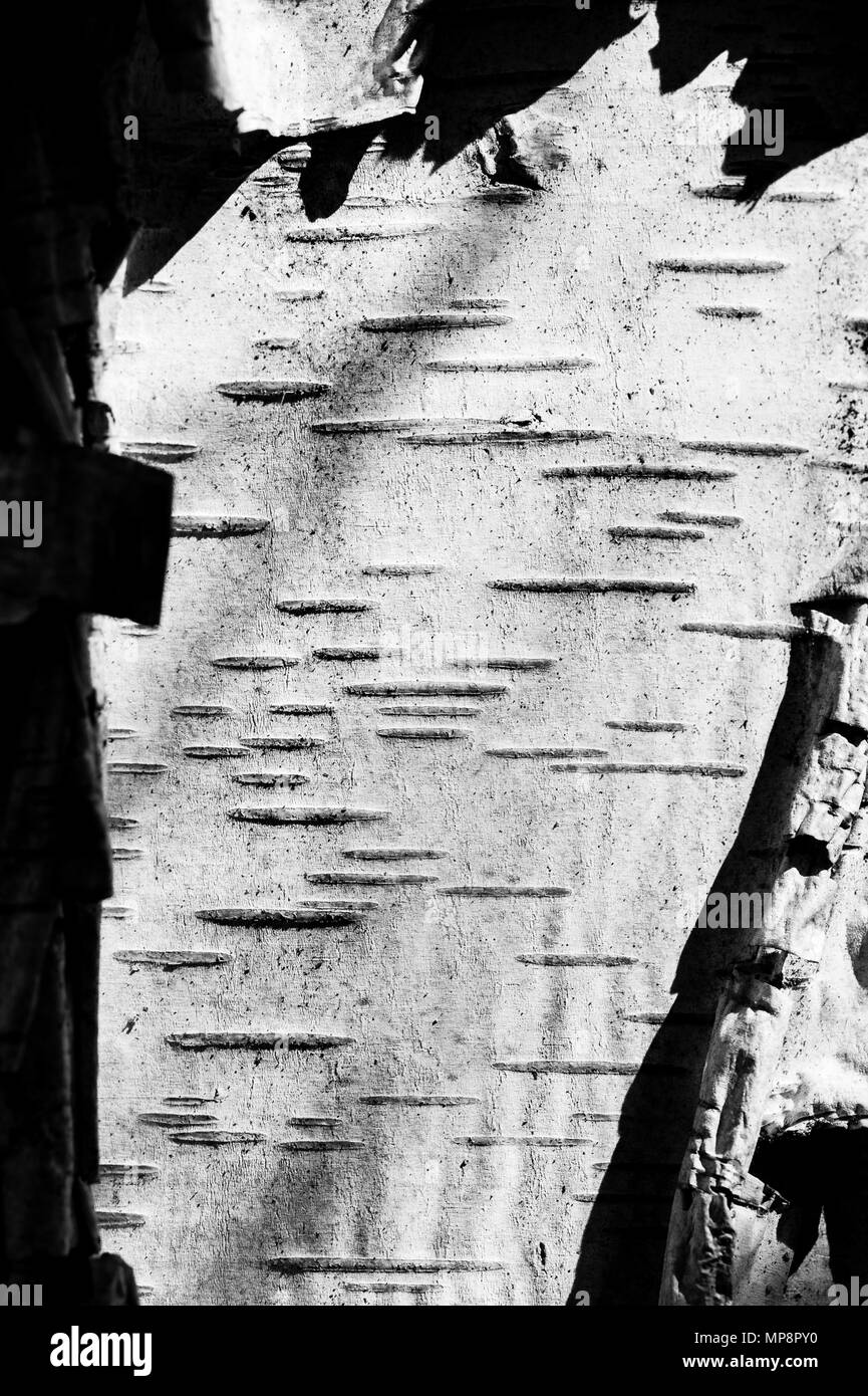 Tree bark peeling Black and White Stock Photos & Images - Alamy