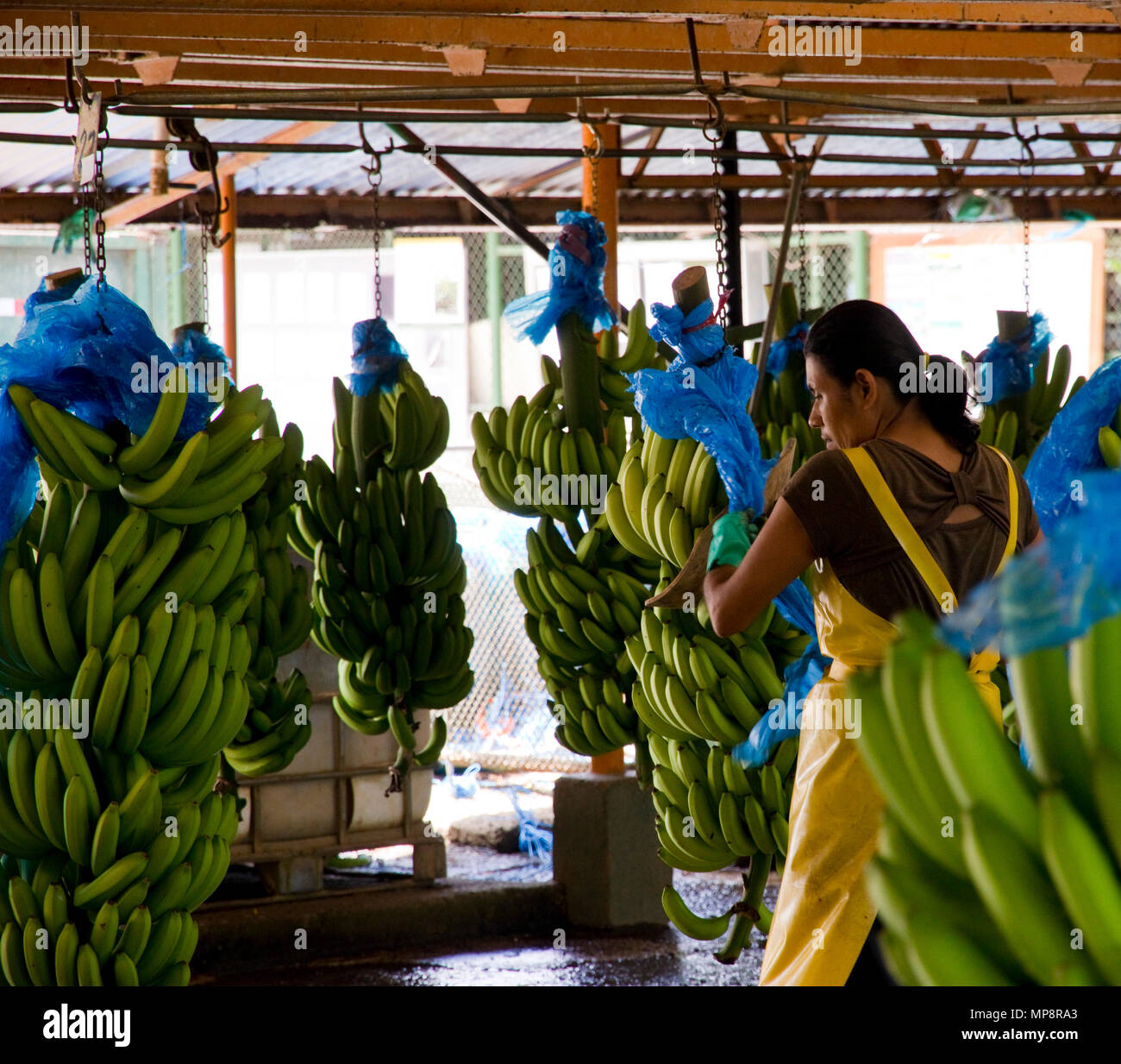 Del Monte banana processing plant in Costa Rica Stock Photo - Alamy