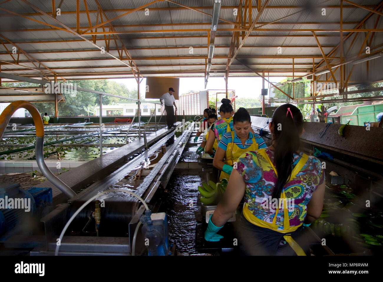 Del Monte banana processing plant in Costa Rica Stock Photo - Alamy