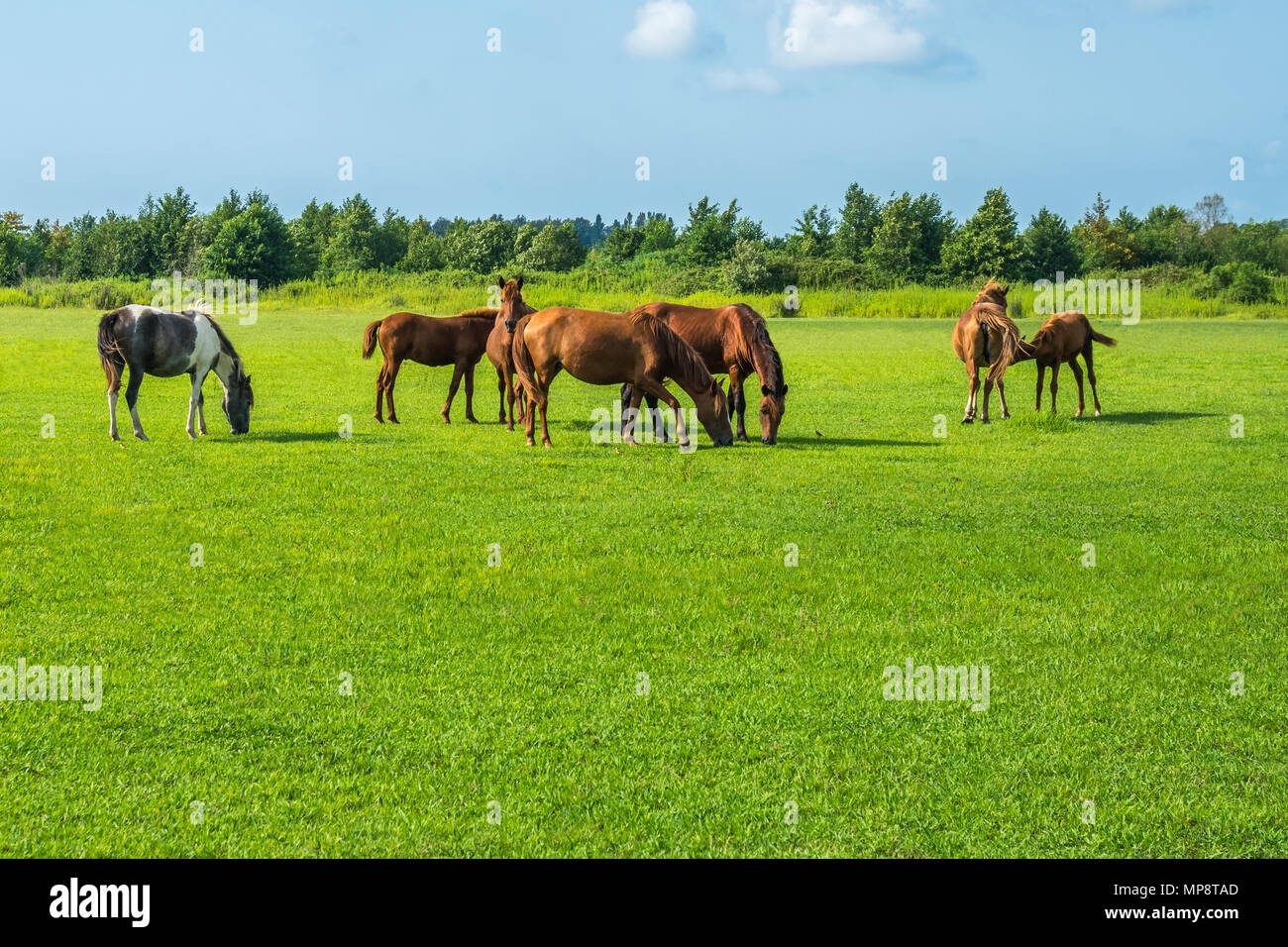 Green pastures of horse farms. Country spring landscape. Georgia Stock ...