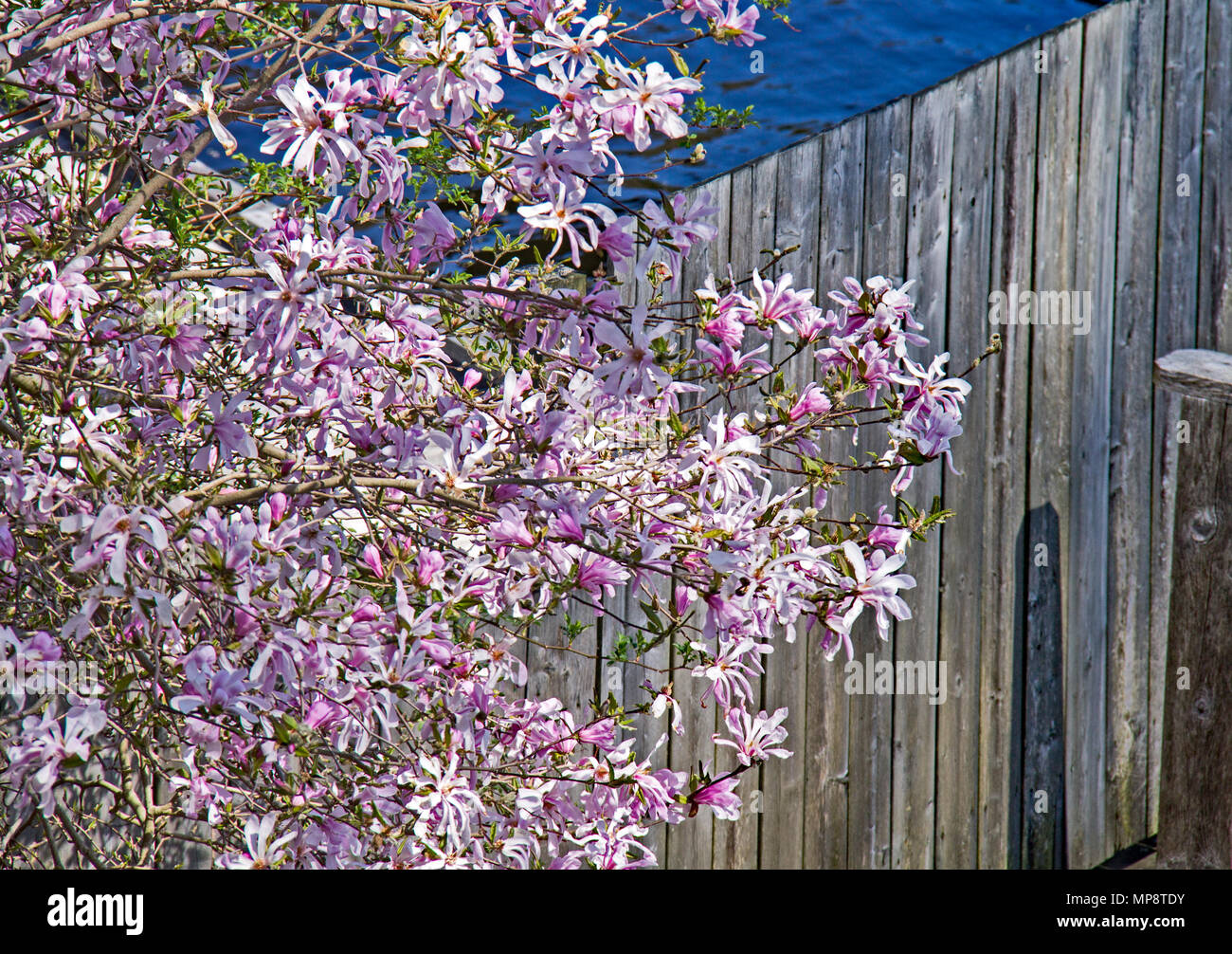 Blooming pink magnolia tree contrasted against grey fence. F/9 1/200 ...