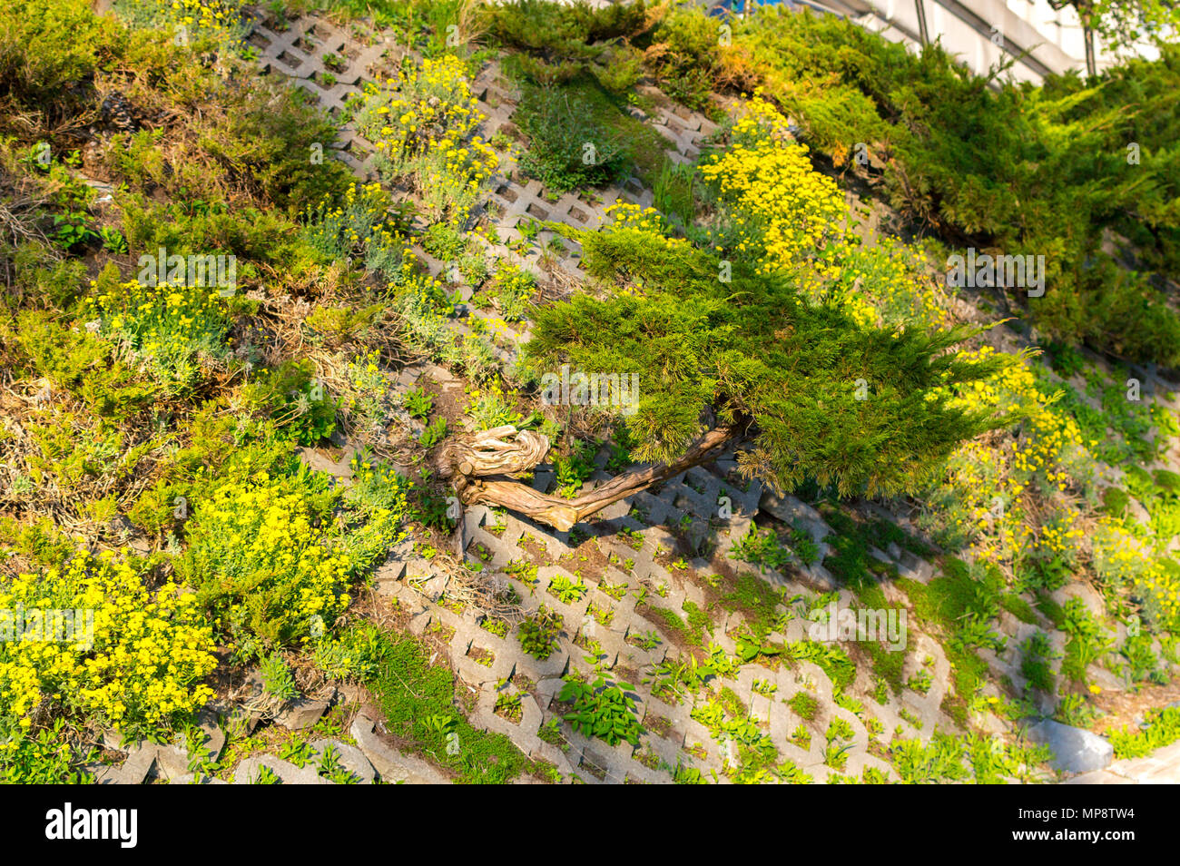 Banzai tree in Quebec, Canada Stock Photo - Alamy