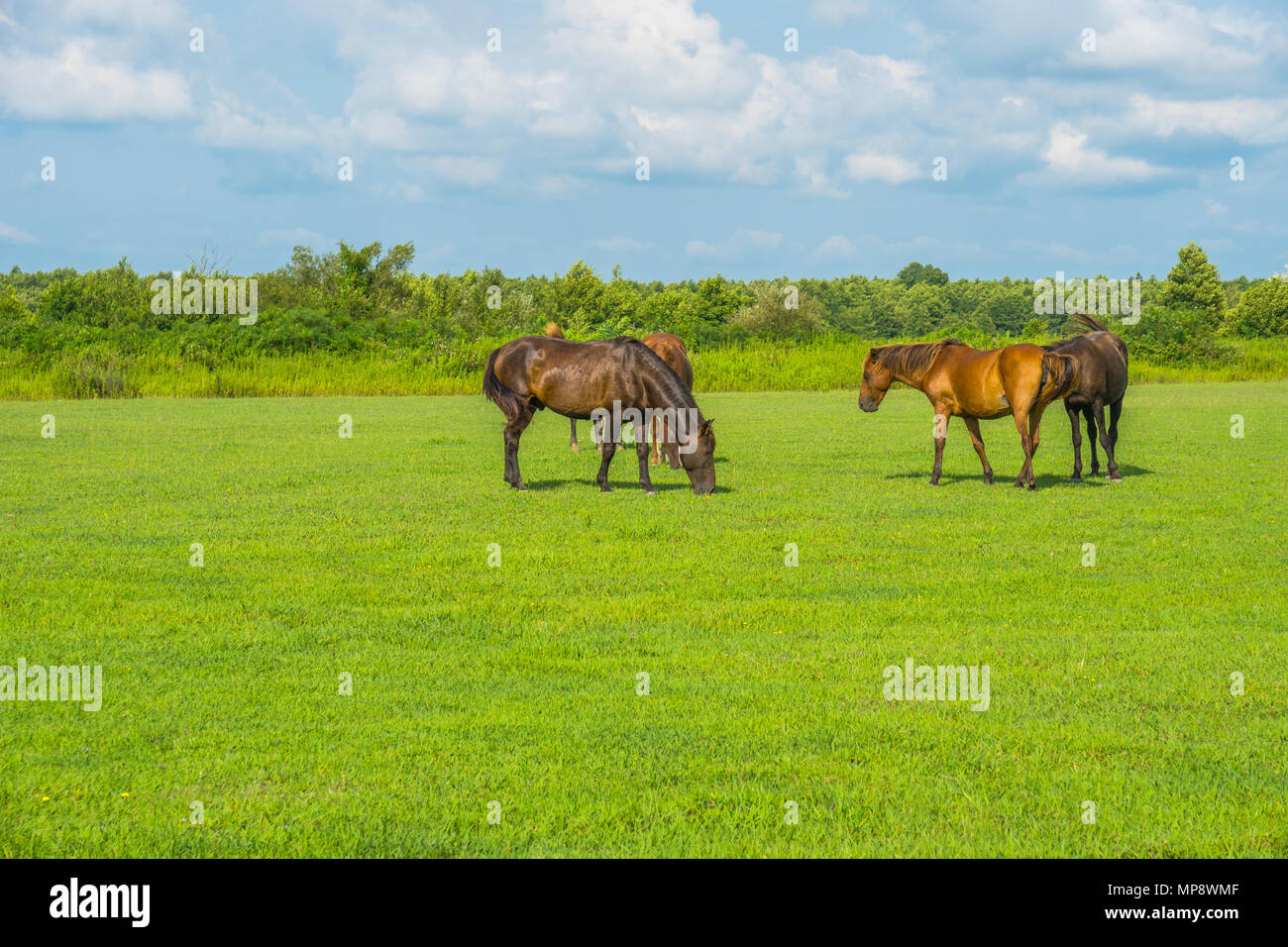 Georgia farms hi-res stock photography and images - Alamy