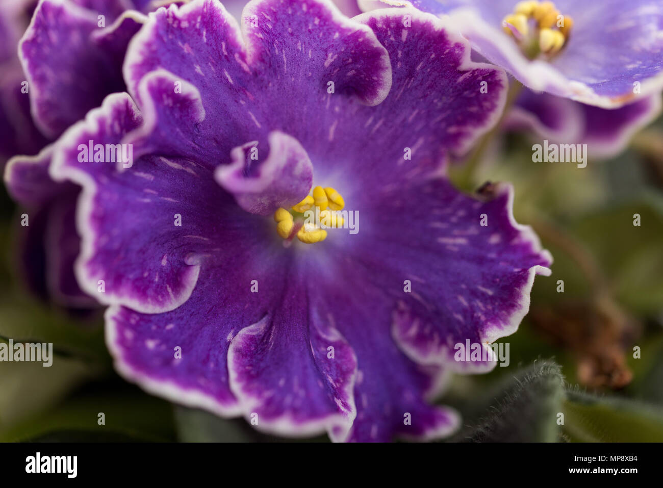 Varietallarge hi-res stock photography and images - Alamy