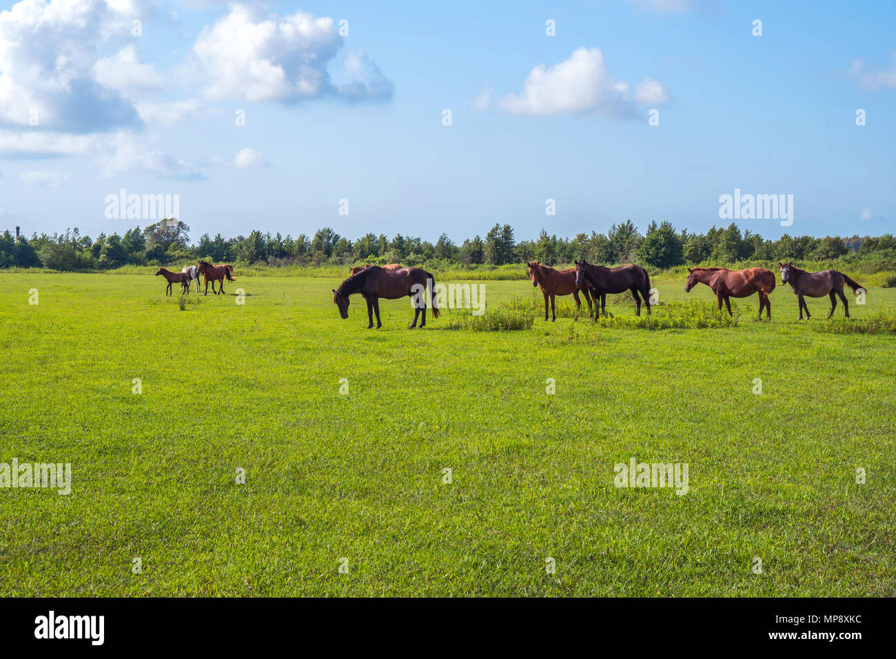 Green pastures of horse farms. Country spring landscape. Georgia Stock ...