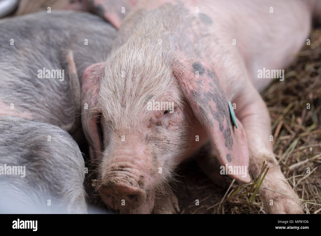 Piglet hi-res stock photography and images - Alamy