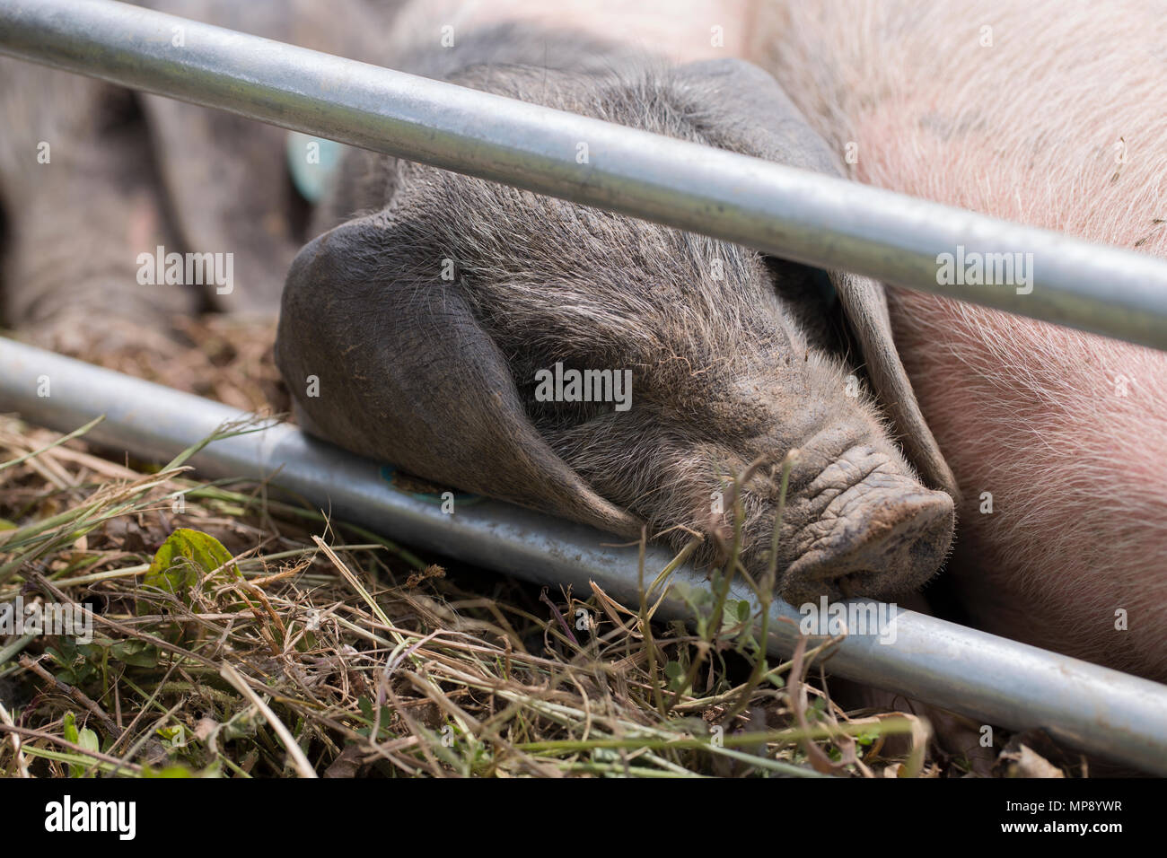 Portrait of a piglet Stock Photo - Alamy