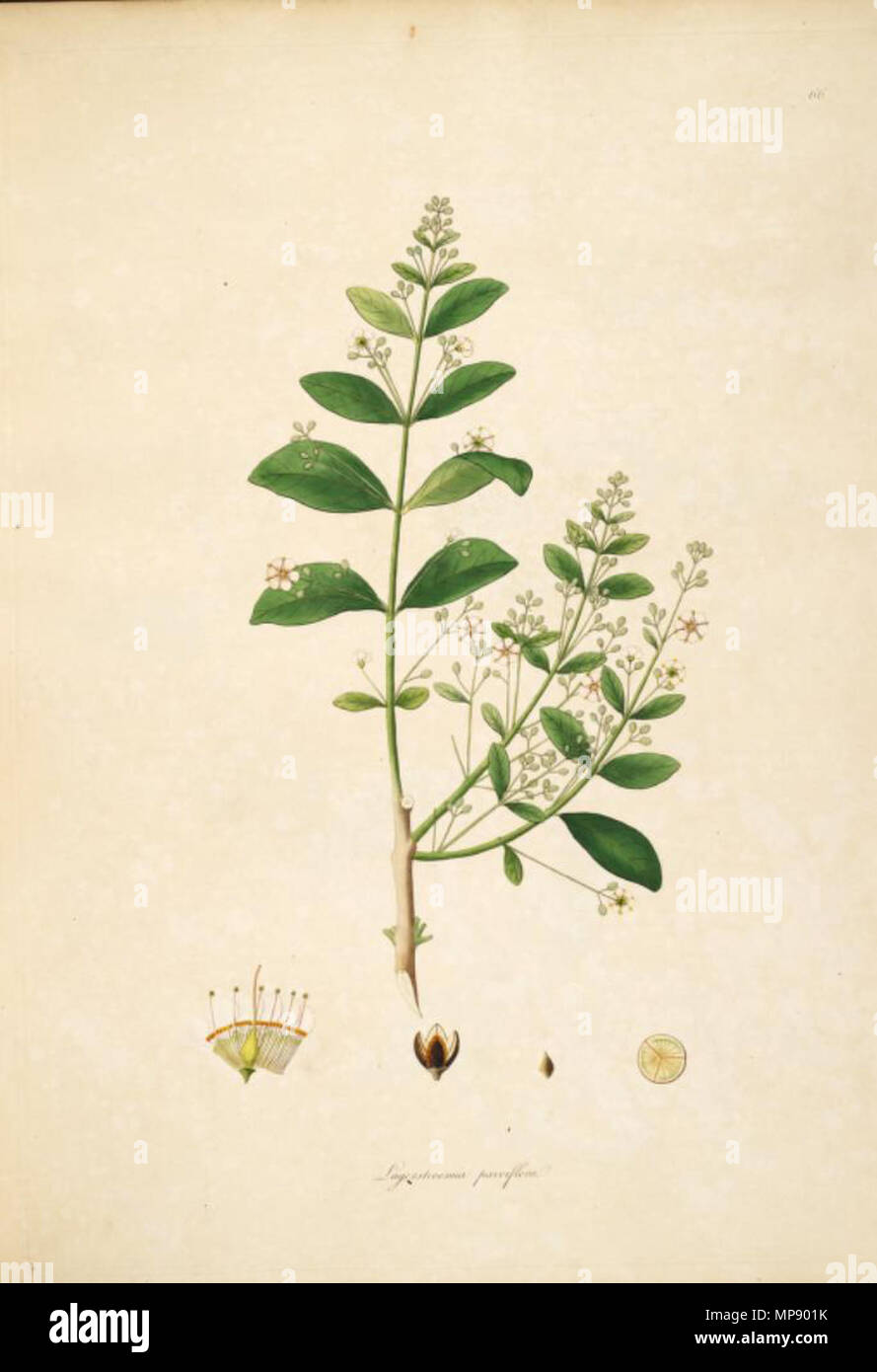 . Illustration of Lagerstroemia parviflora . 1795. William Roxburgh ...