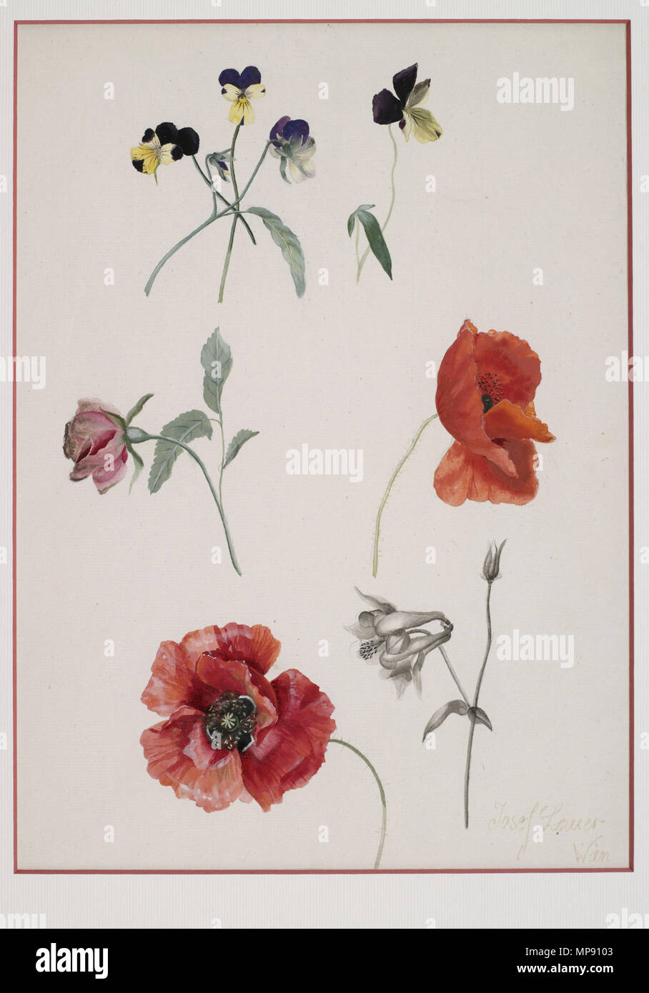 German flowers hi-res stock photography and images - Alamy