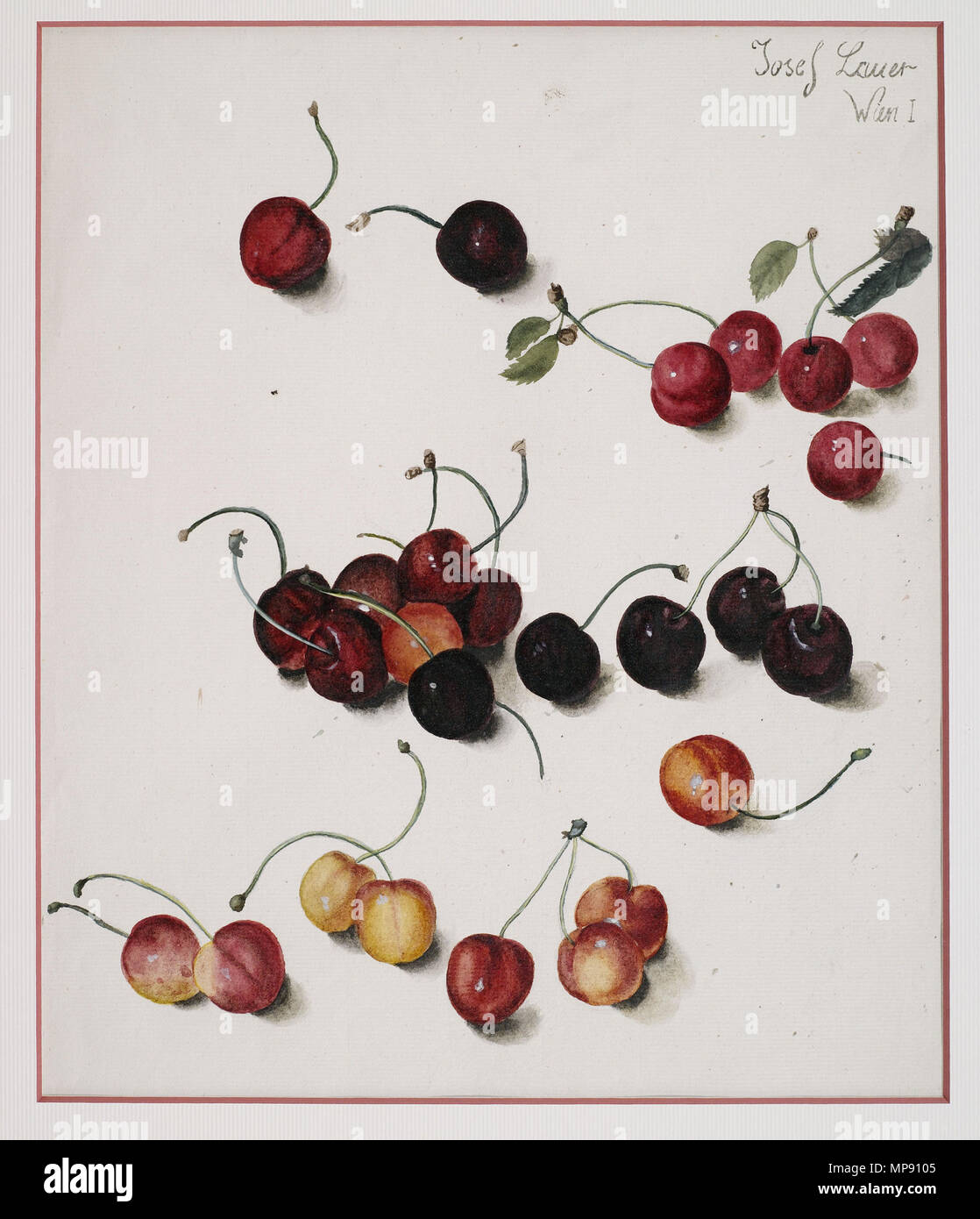 German: Kirschen by 1881. 793 Lauer Kirschen Stock Photo - Alamy