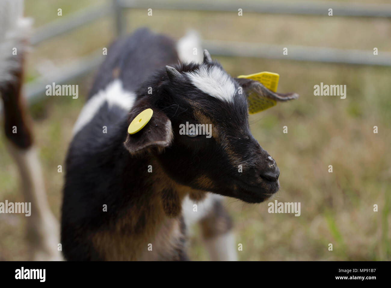 Nigerian dwarf goat hi-res stock photography and images - Alamy