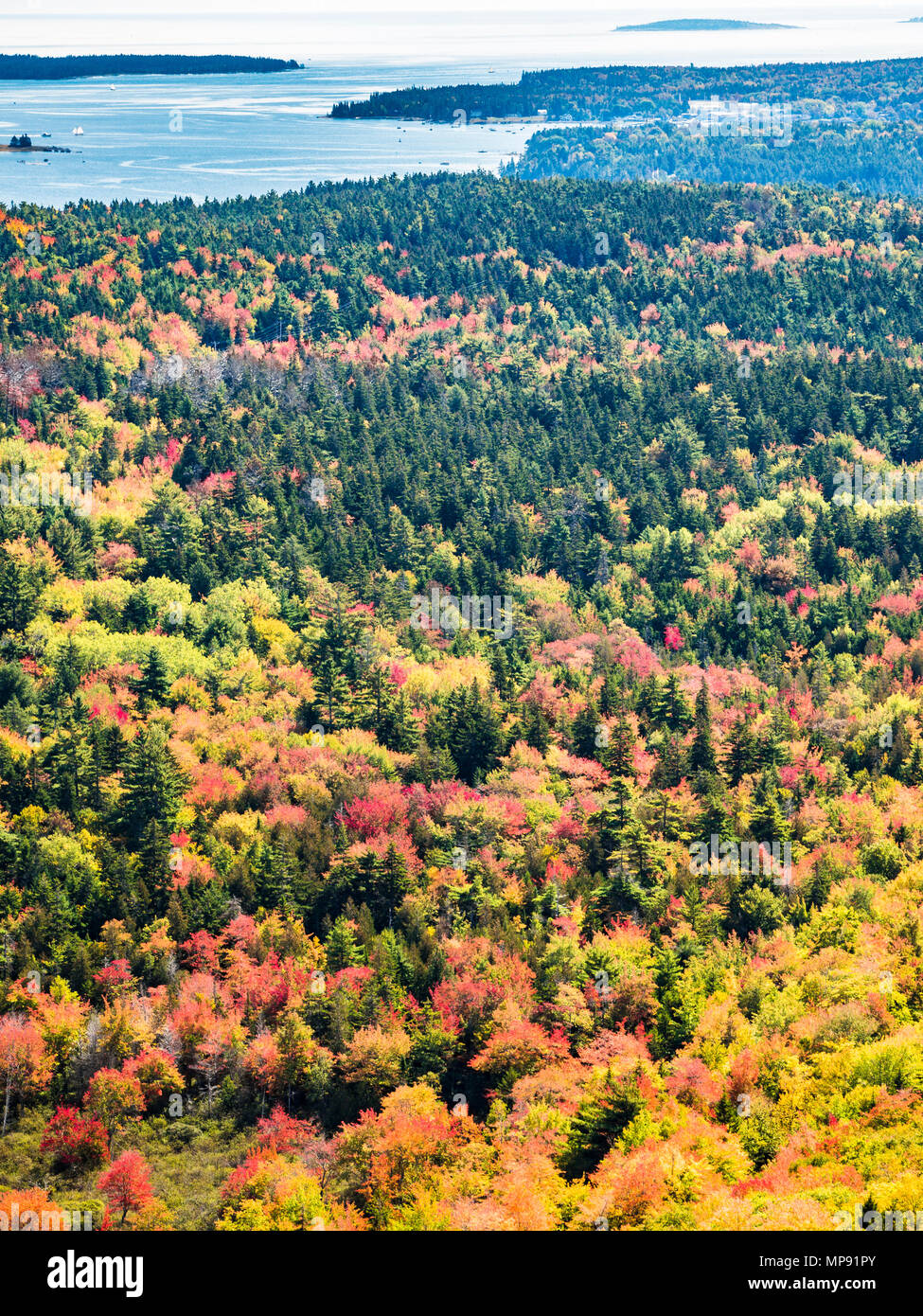 fall color trees acadia np maine Stock Photo - Alamy