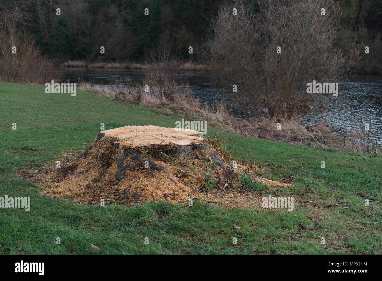 Tree beside the River Tweed in Kelso, Scottish Borders. A tree fallen ...