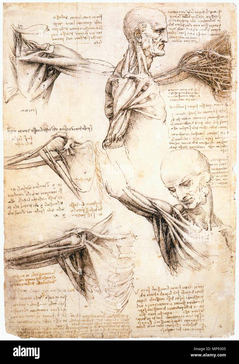 Anatomical studies hi-res stock photography and images - Alamy