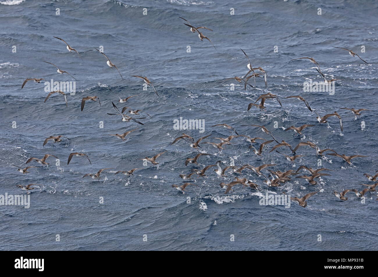 Cape Verde Shearwater (Calonectris borealis) birds taking off from raft ...