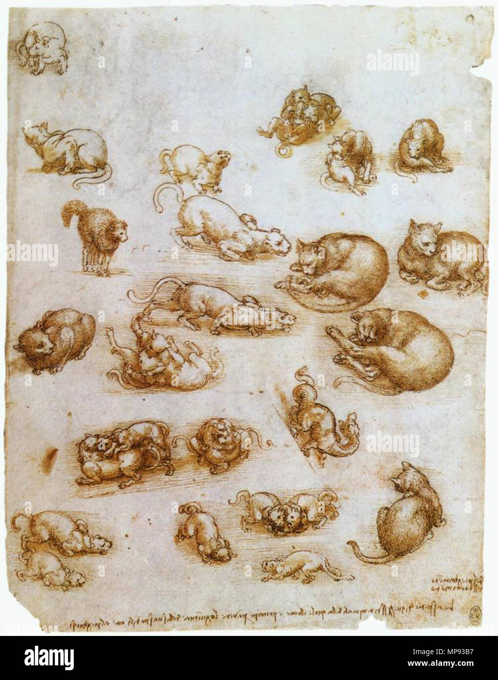 English: Study sheet with cats, dragon and other animals between 1513 ...