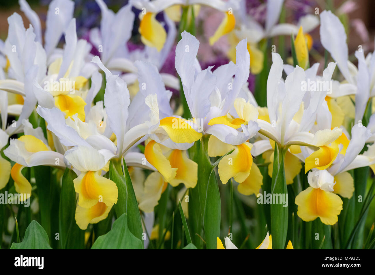 Iris x Hollandica ‘Apollo'. Dutch Irises 'Apollo' flowers at a flower ...