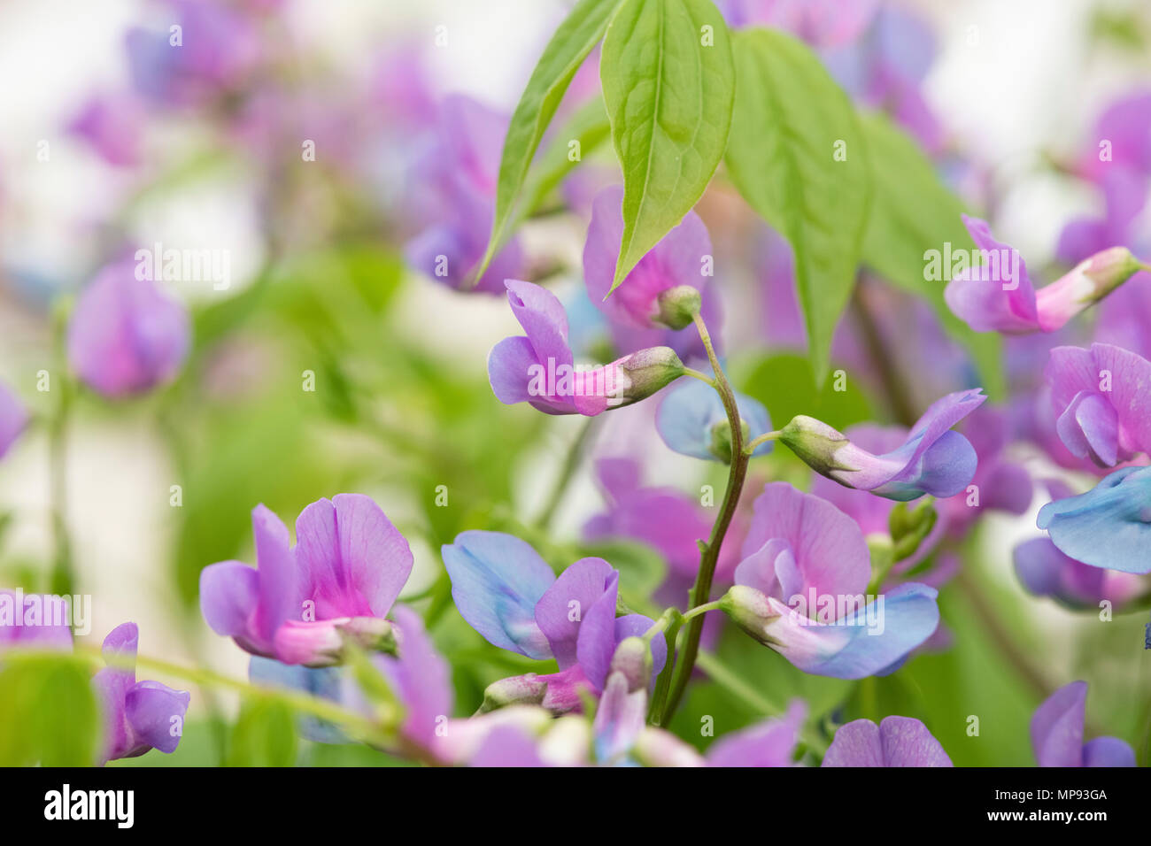 Lathyrus vernus. Spring pea flowers. Spring vetch / spring vetchling ...