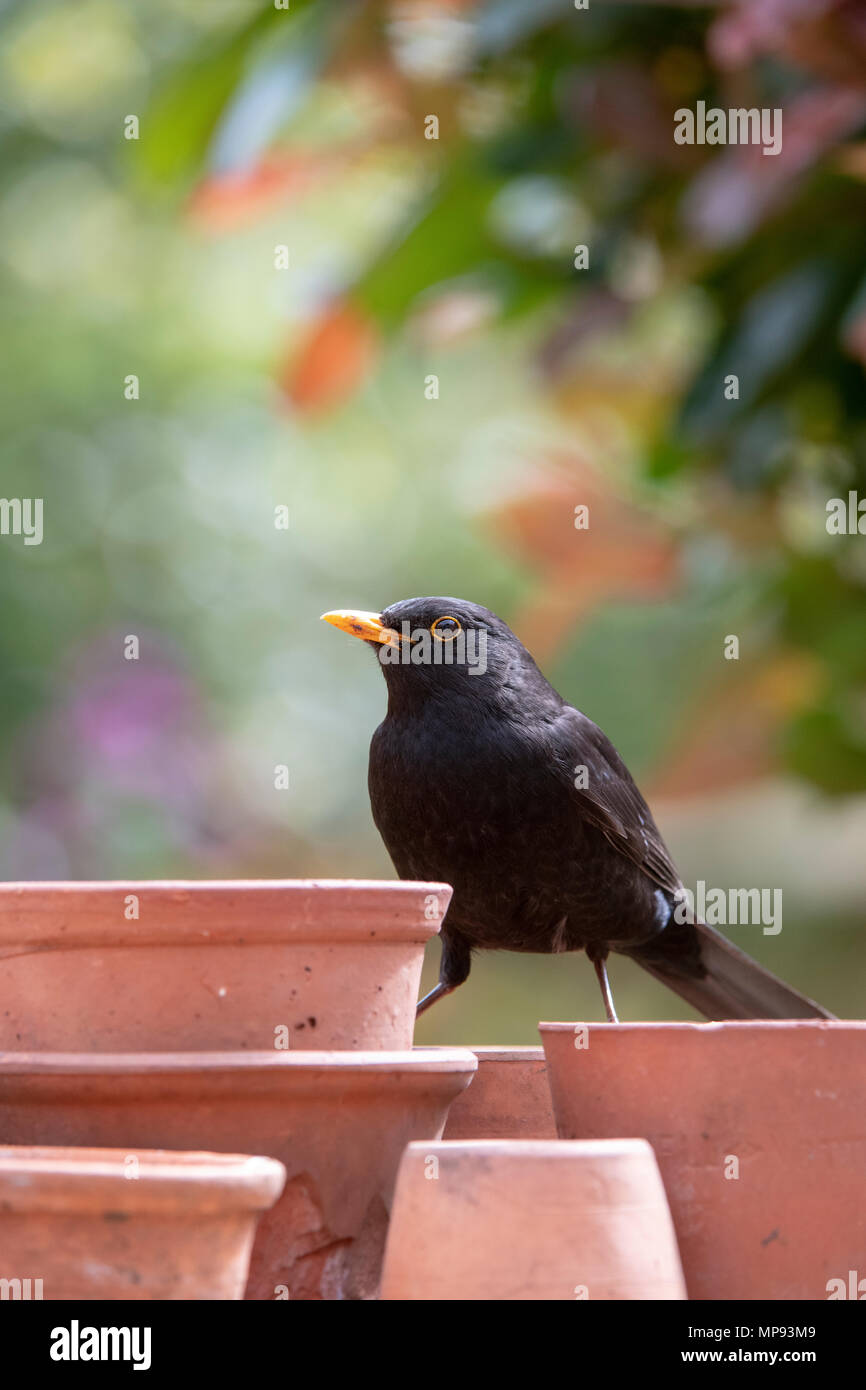 Blackbird on pots hi-res stock photography and images - Alamy