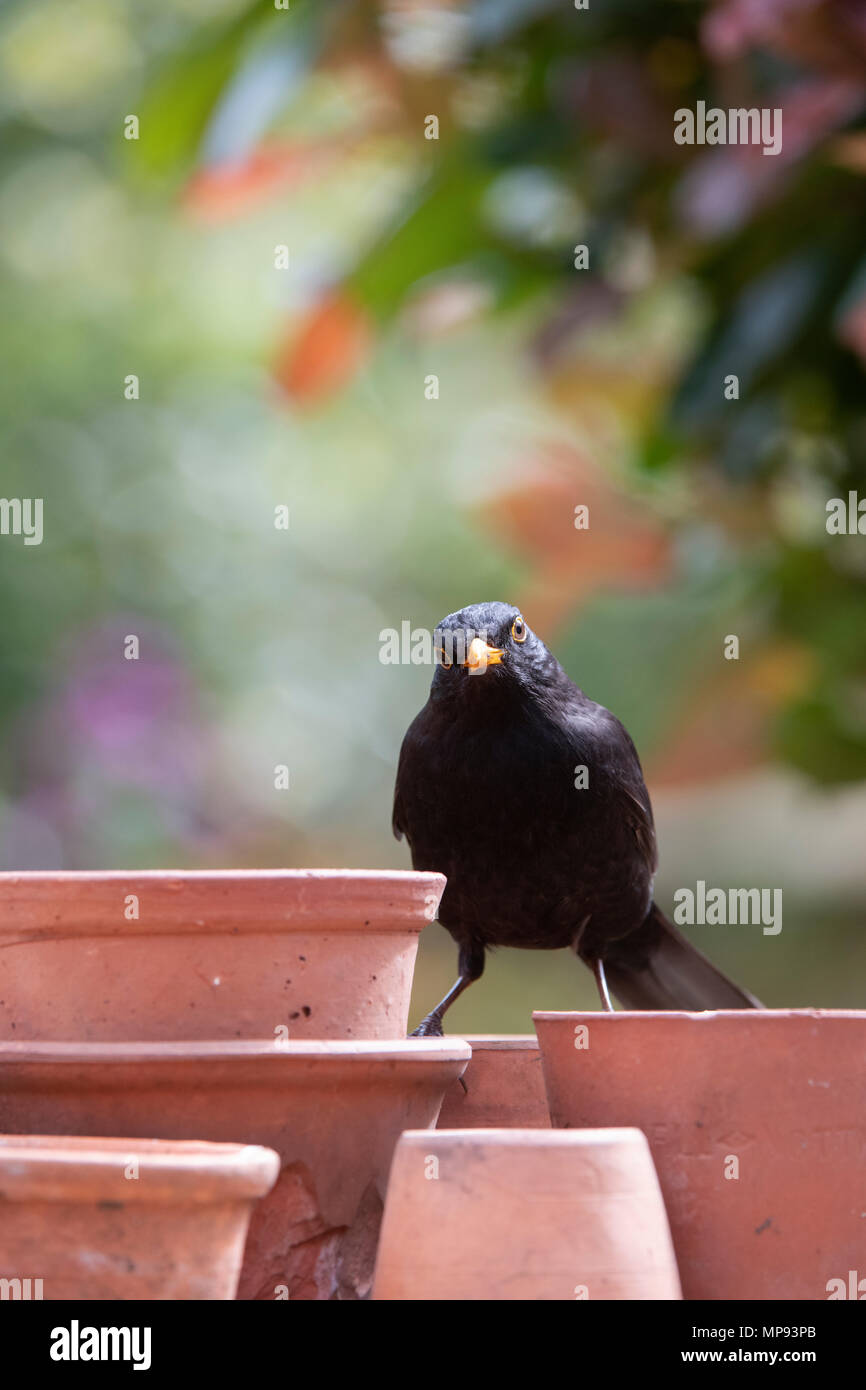 Blackbird on pots hi-res stock photography and images - Alamy