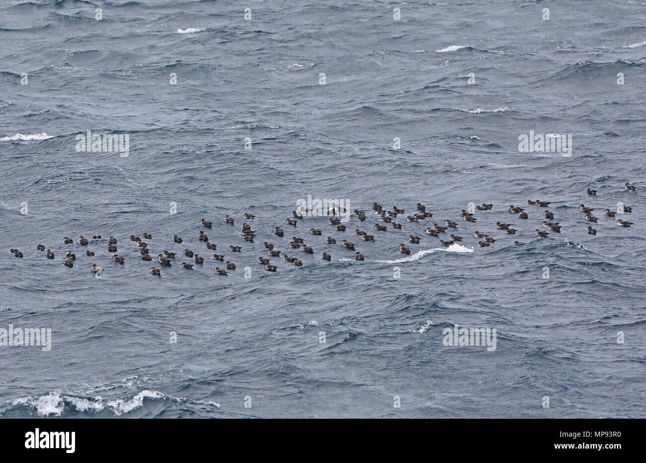 Cape Verde Shearwater (Calonectris borealis) raft of birds on the sea ...