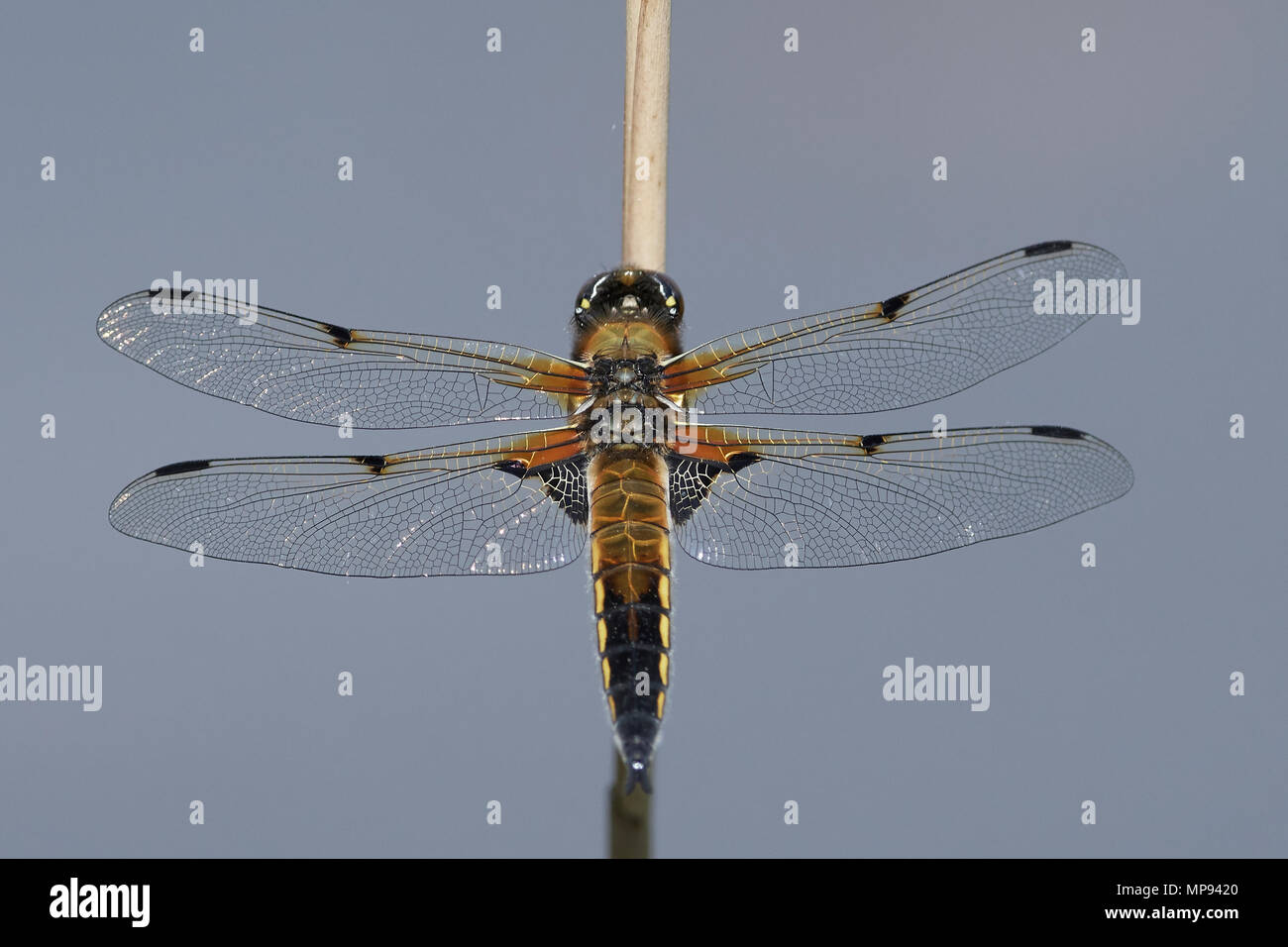 Four spotted chaser in its natural habitat in Denmark Stock Photo - Alamy