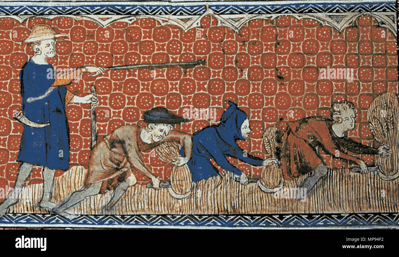 . English: Medieval illustration of men harvesting wheat with reaping ...