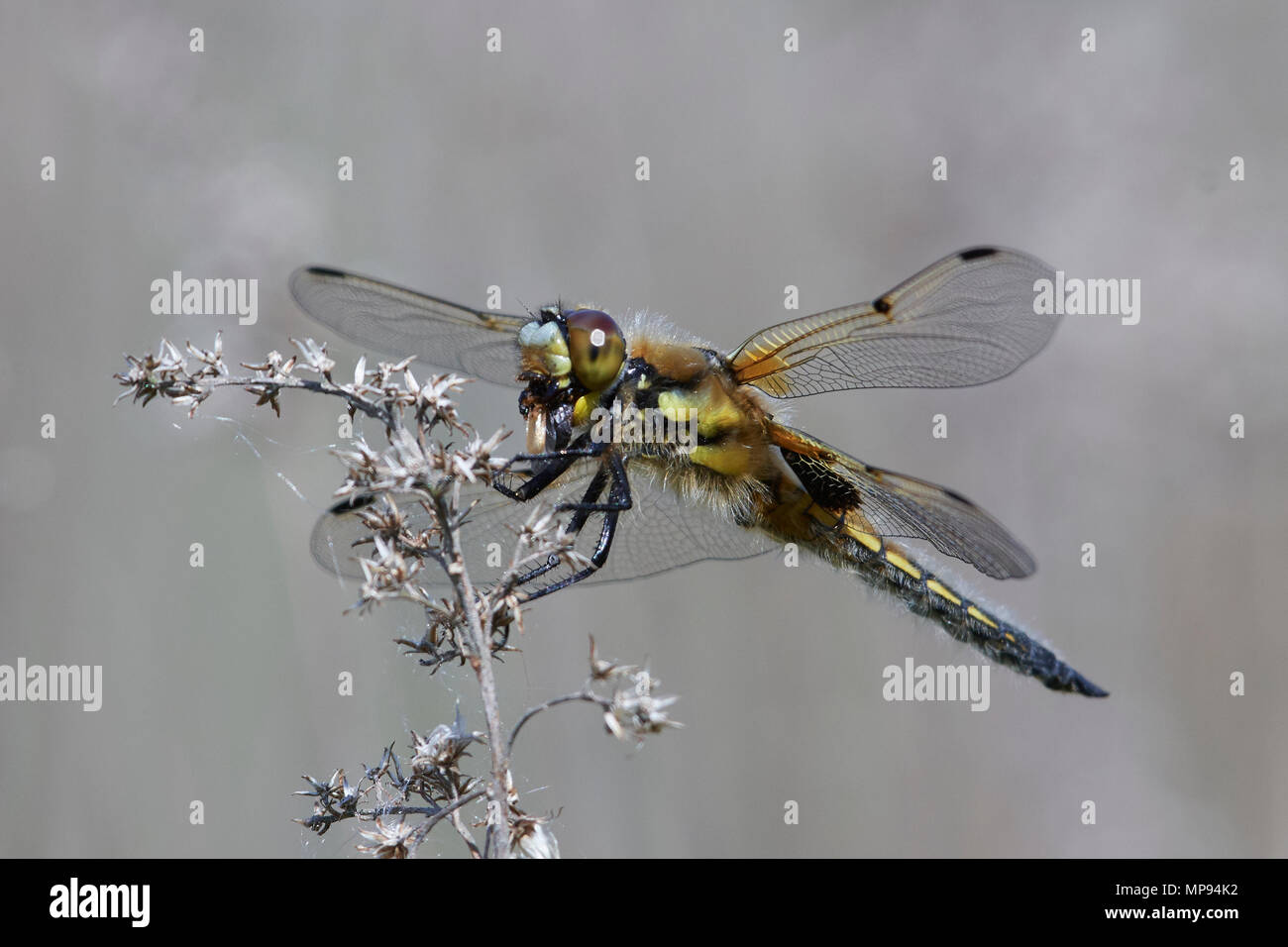 Four spotted chaser in its natural habitat in Denmark Stock Photo - Alamy