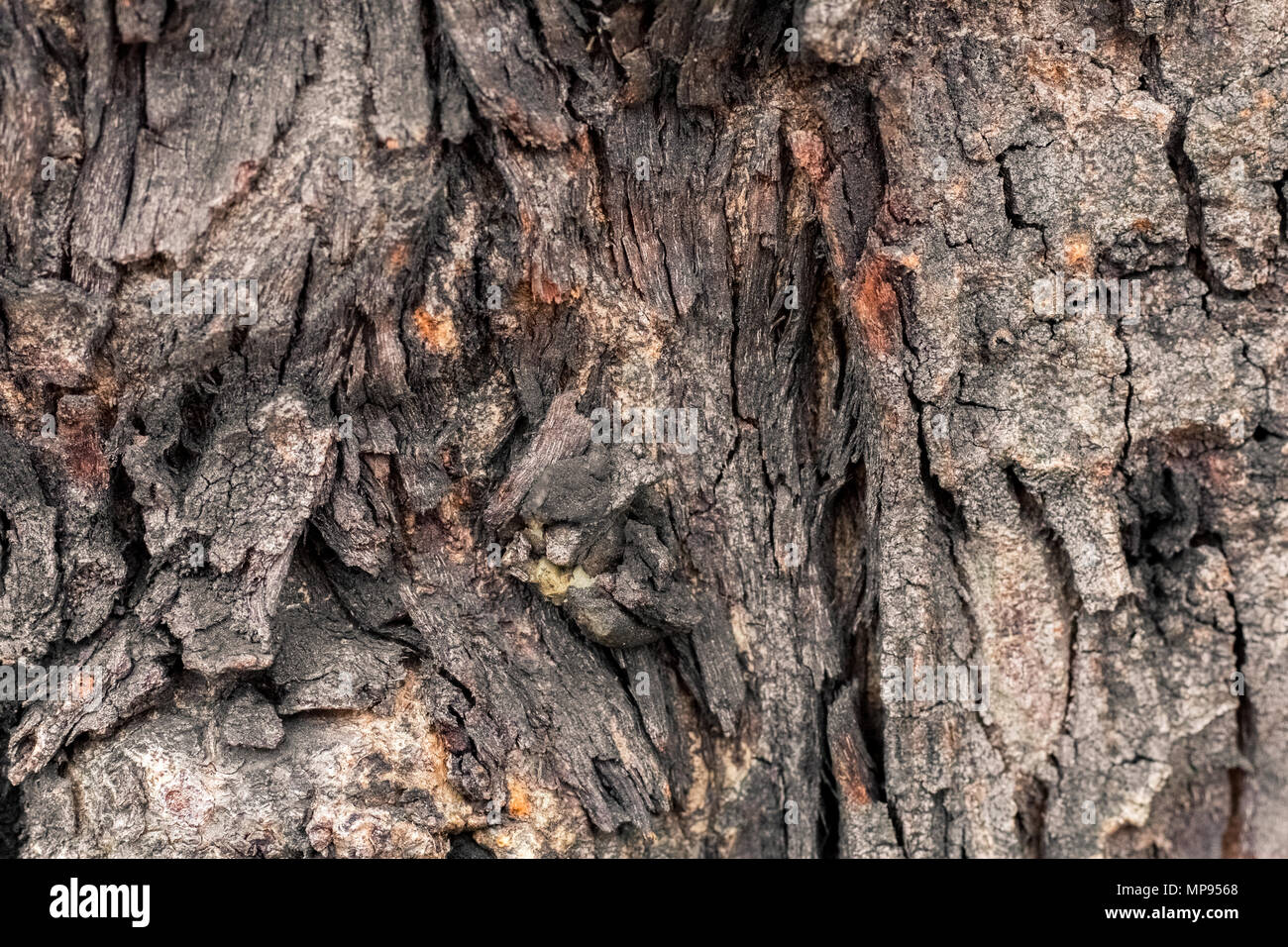 Gnarl tree closed up to creative texture and pattern for design and ...