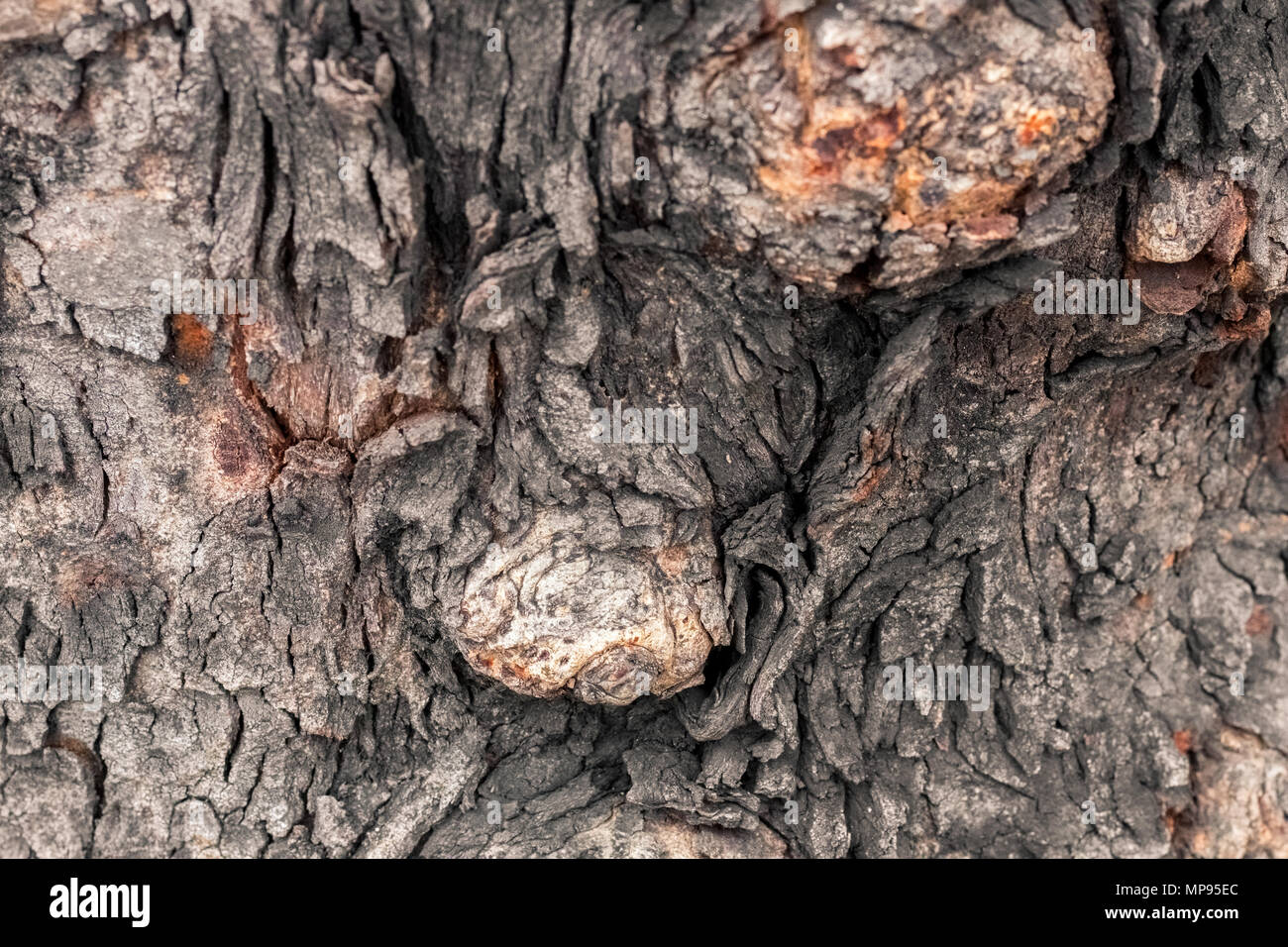 Gnarl tree closed up to creative texture and pattern for design and ...