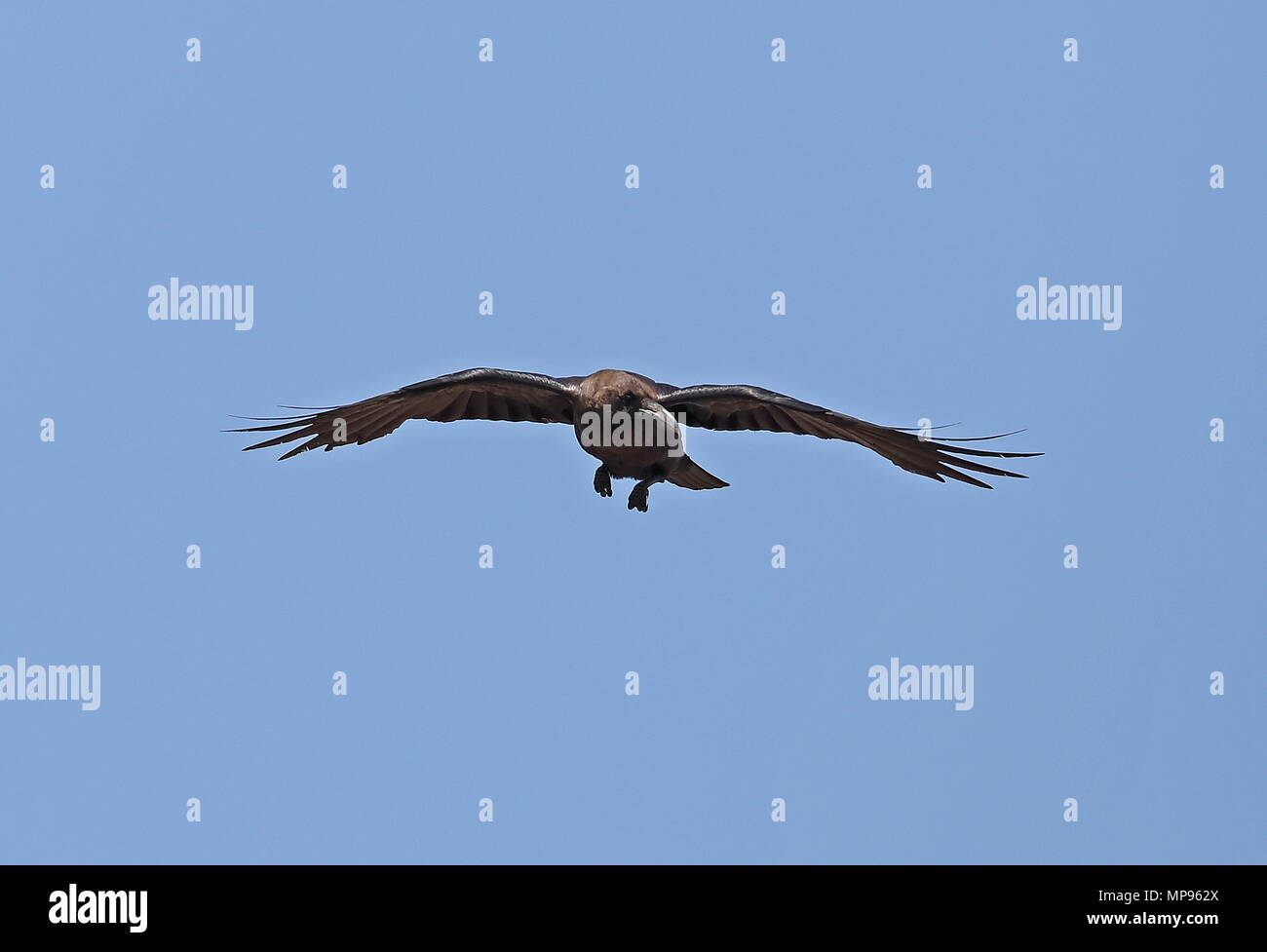 African raven hi-res stock photography and images - Alamy