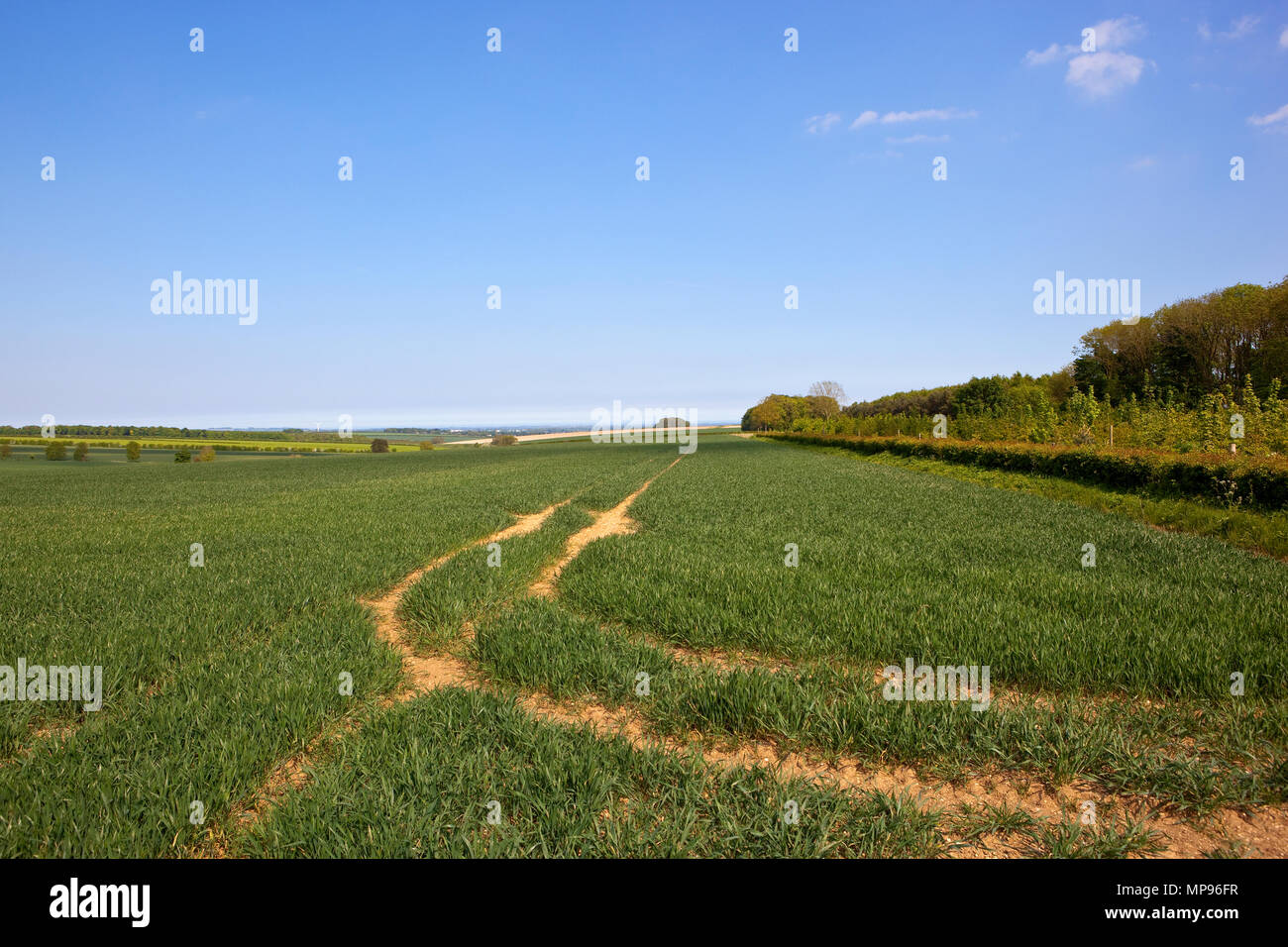 an upland wheat field and mixed woodland overlooking agricultural ...
