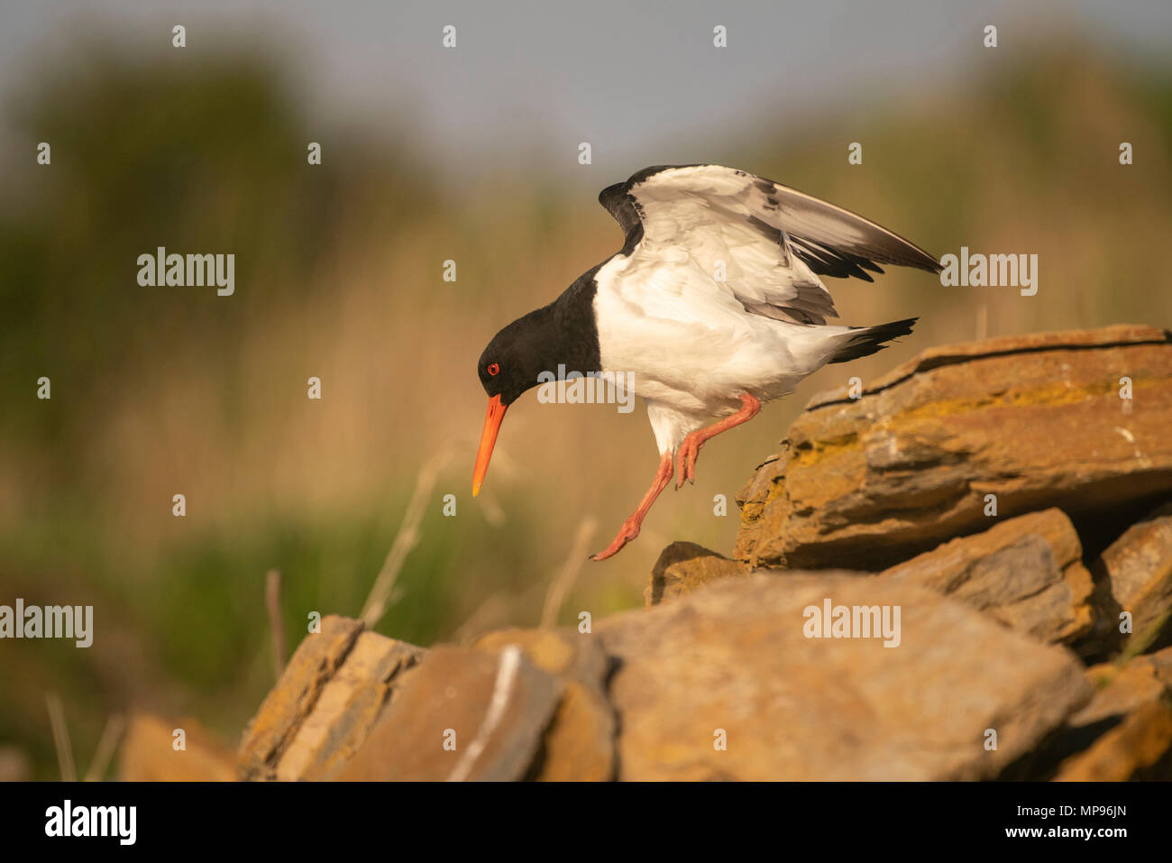 Oystercatcher, Haematopus ostralegus,watching over the nest site,summer ...
