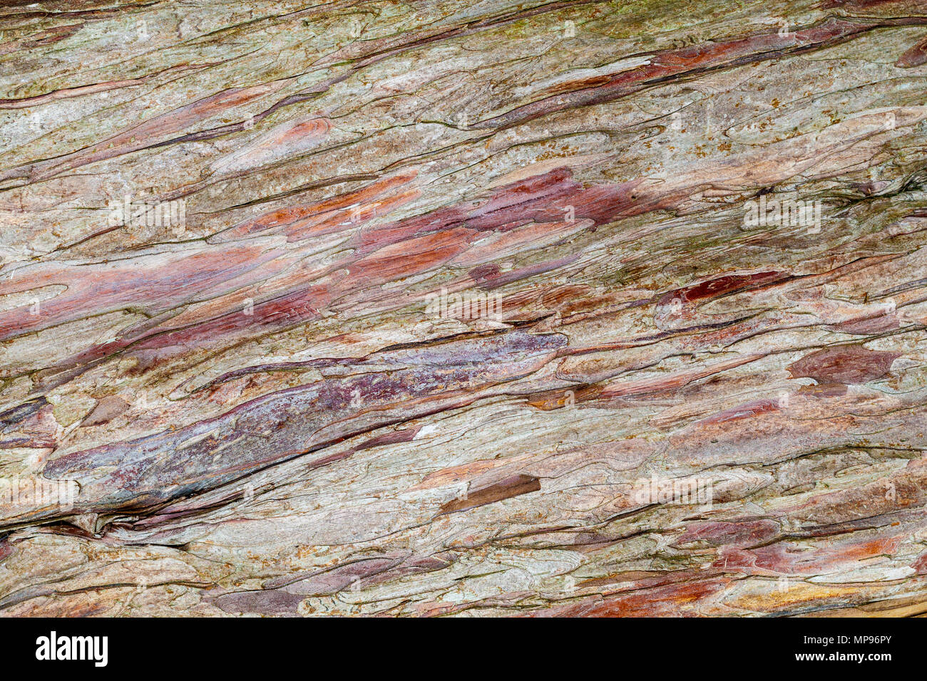 Detail close-up of bark and grain structure of a fallen tree branch ...