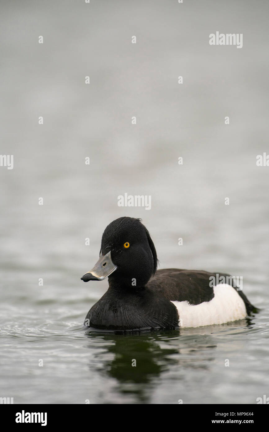 Tufted duck; Aythya fuligula,drake, breeding plumaged, spring on a ...