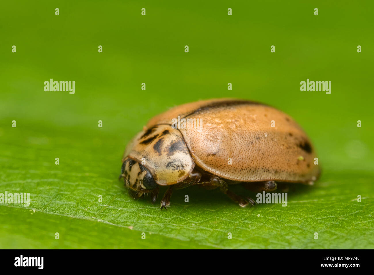Larch Ladybird (Aphidecta obliterata) resting on leaf. Tipperary ...