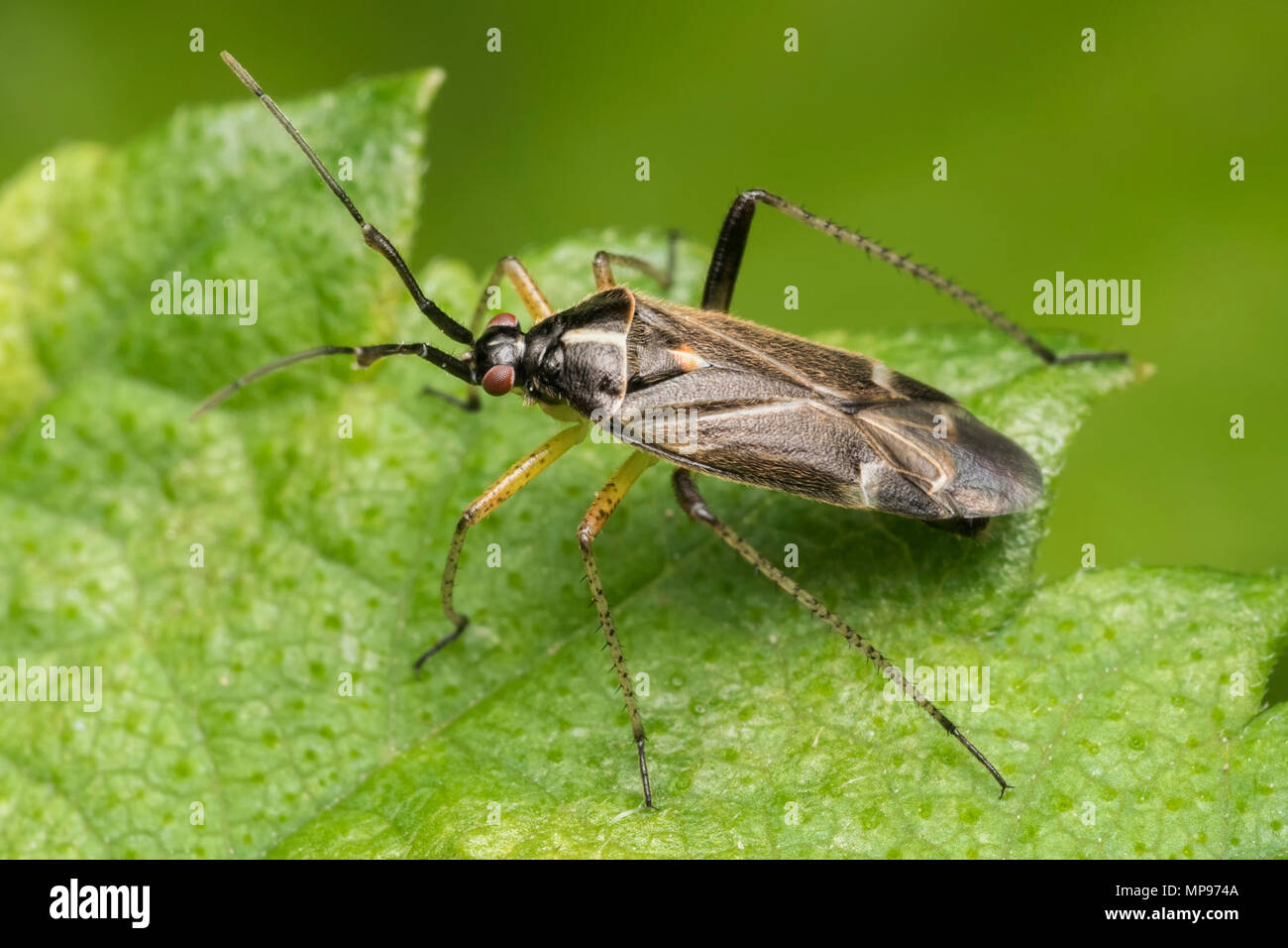 Male Mirid Bug (Harpocera thoracica) resting on leaf. Tipperary ...