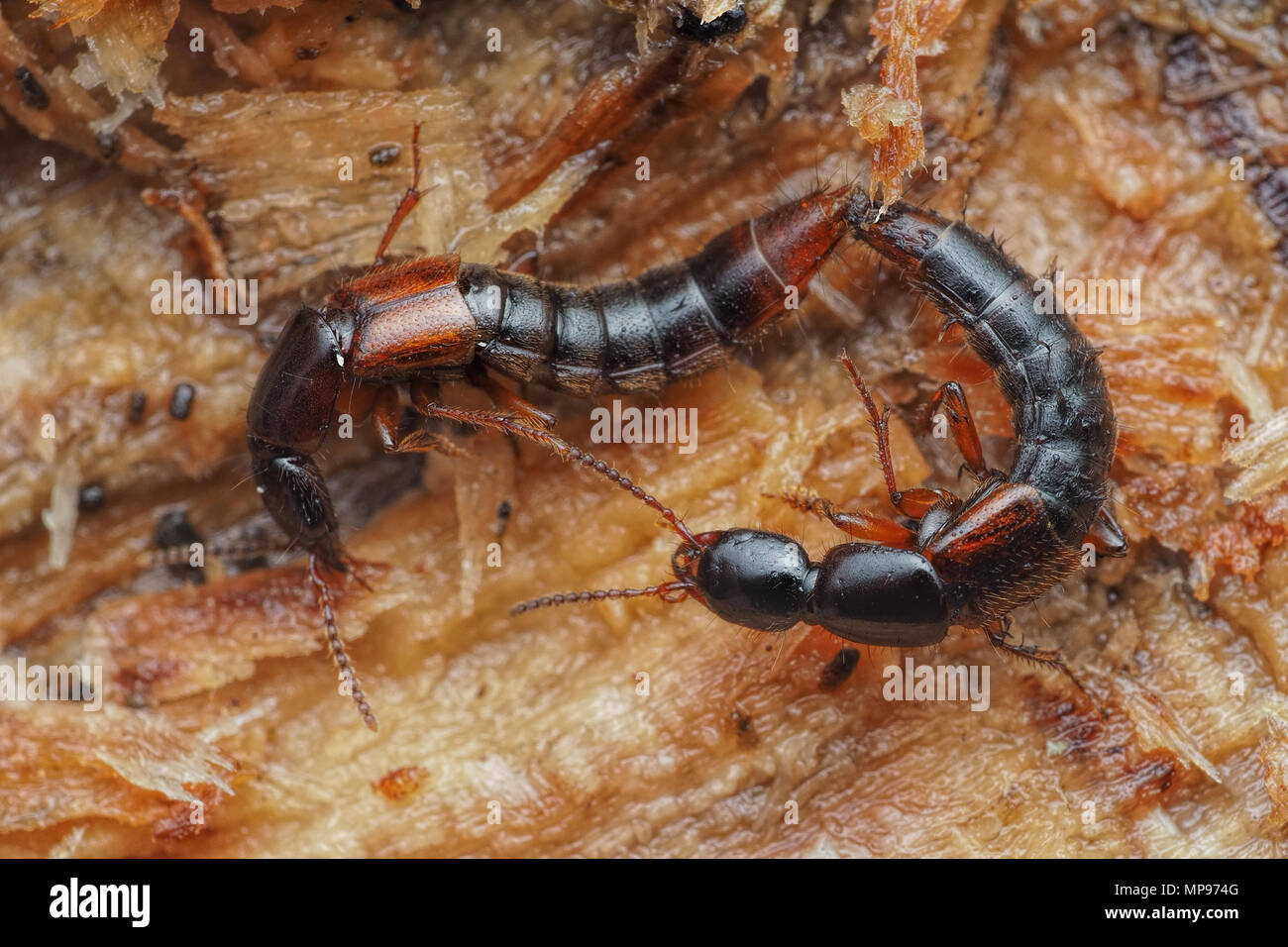 Othius punctulatus hi-res stock photography and images - Alamy