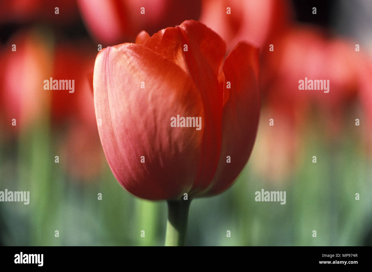 Historical tulip hi-res stock photography and images - Alamy